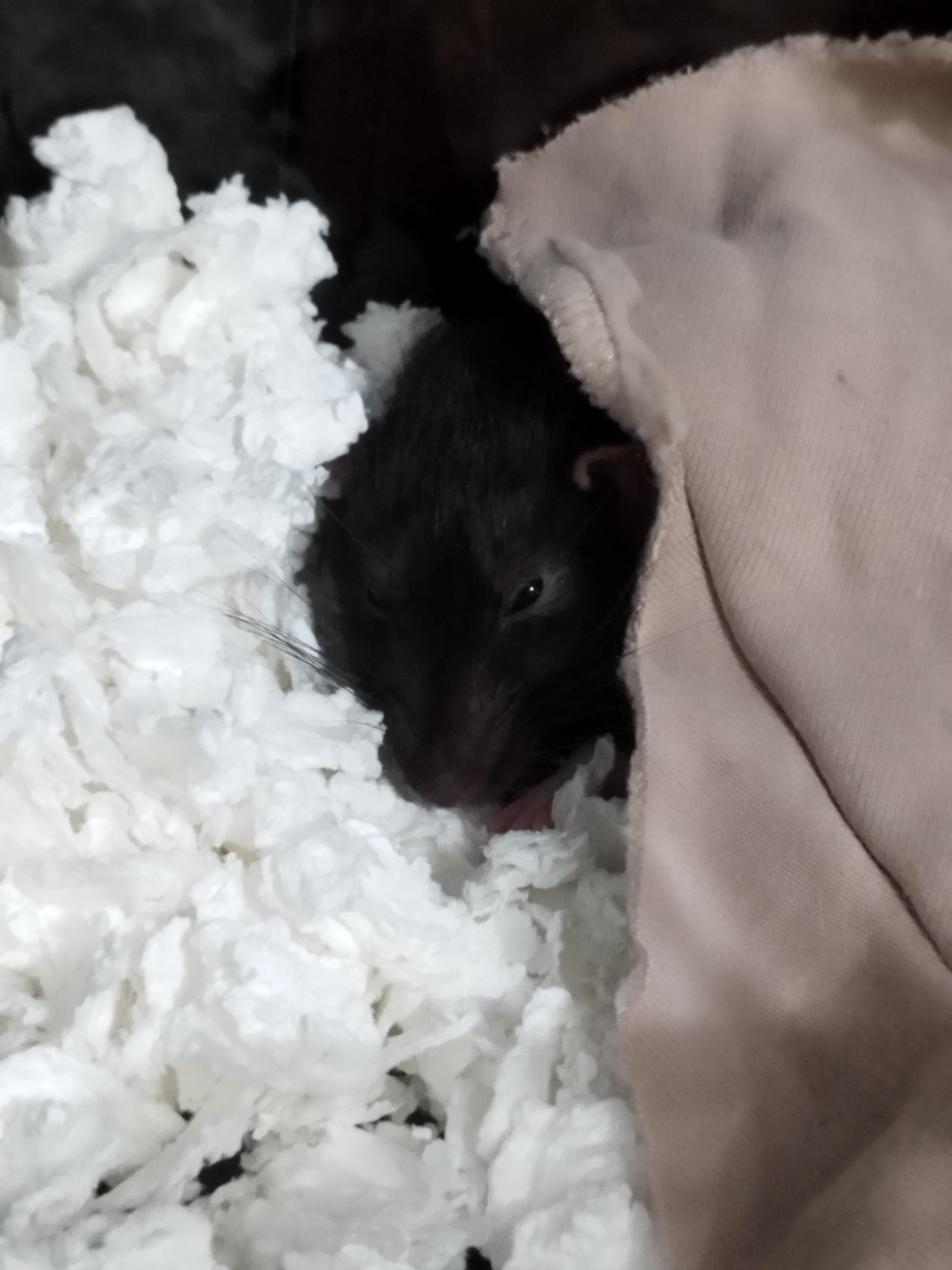 sleepy rat | Scrolller