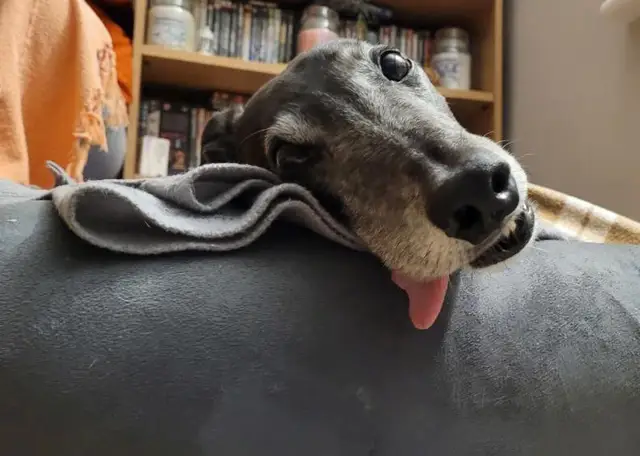 The derp… | Scrolller