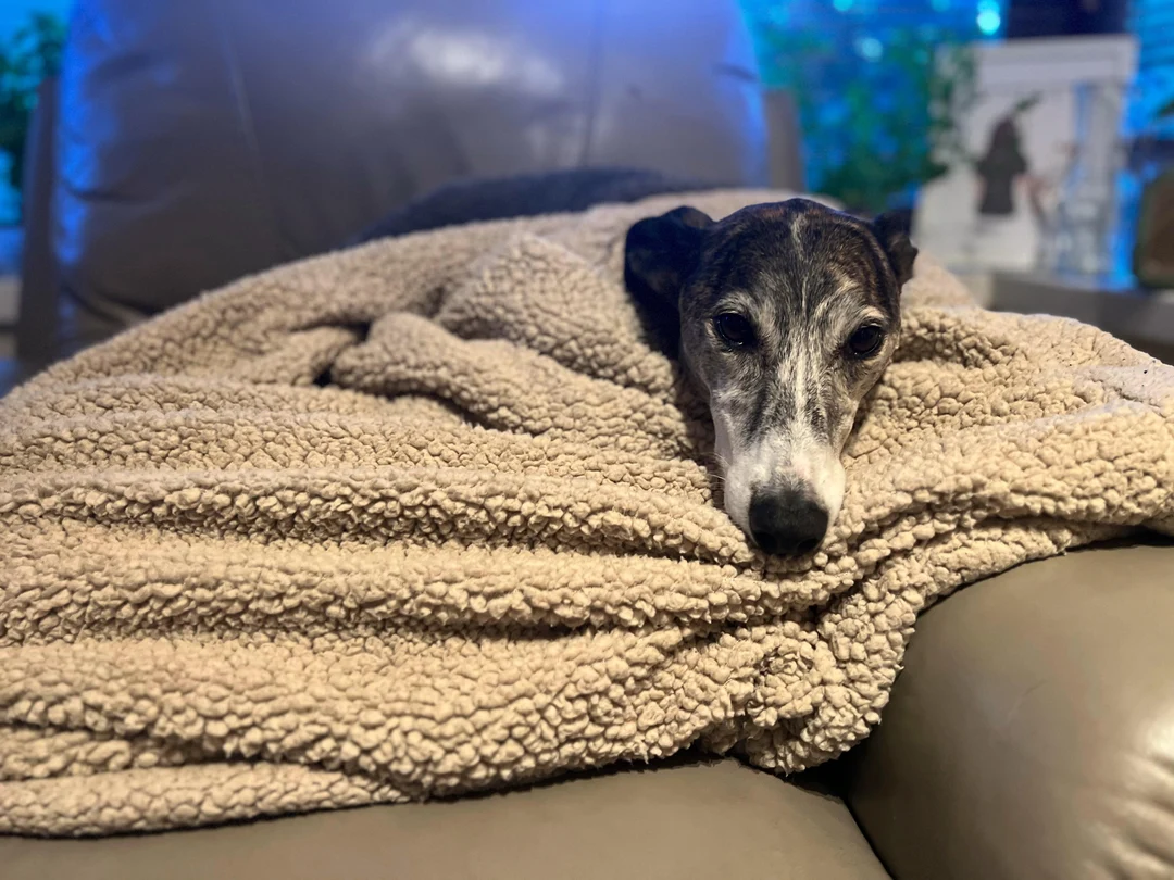 Lady of comfort. | Scrolller