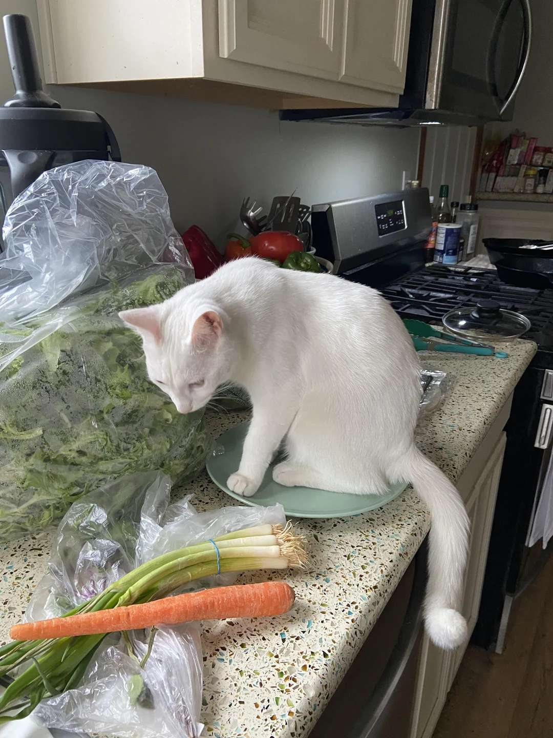 Unintended Cat Trap | Scrolller