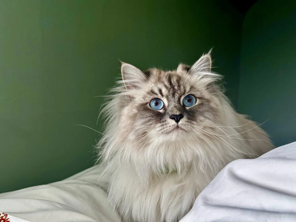 Our one-year old Elinor 🥰 | Scrolller