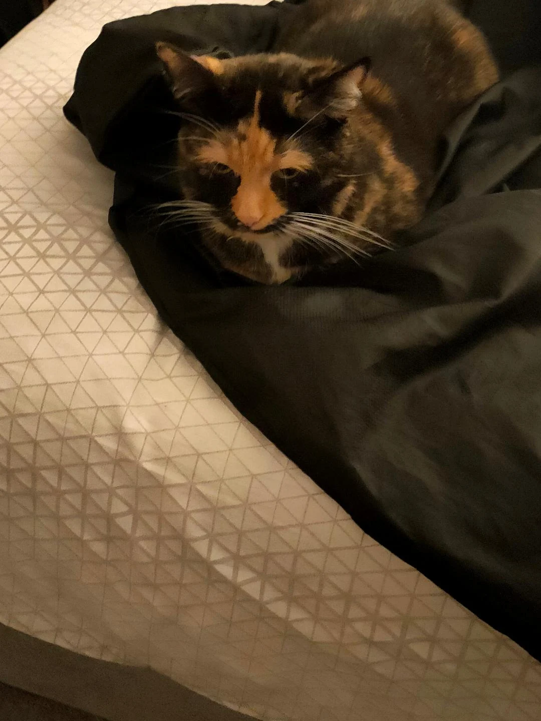 Grumpy pumpernickel loaf. | Scrolller