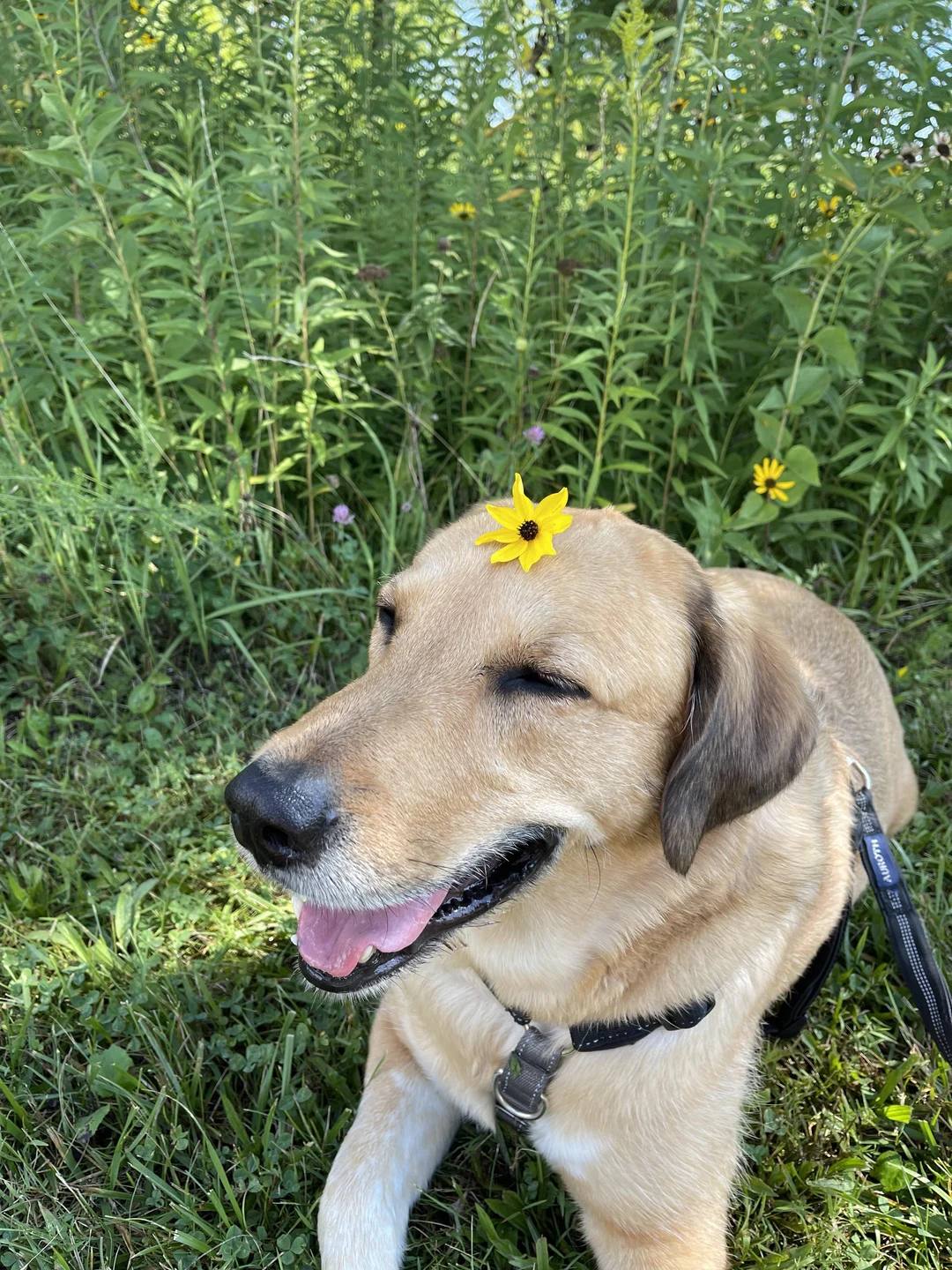 [OC] Flower Child | Scrolller