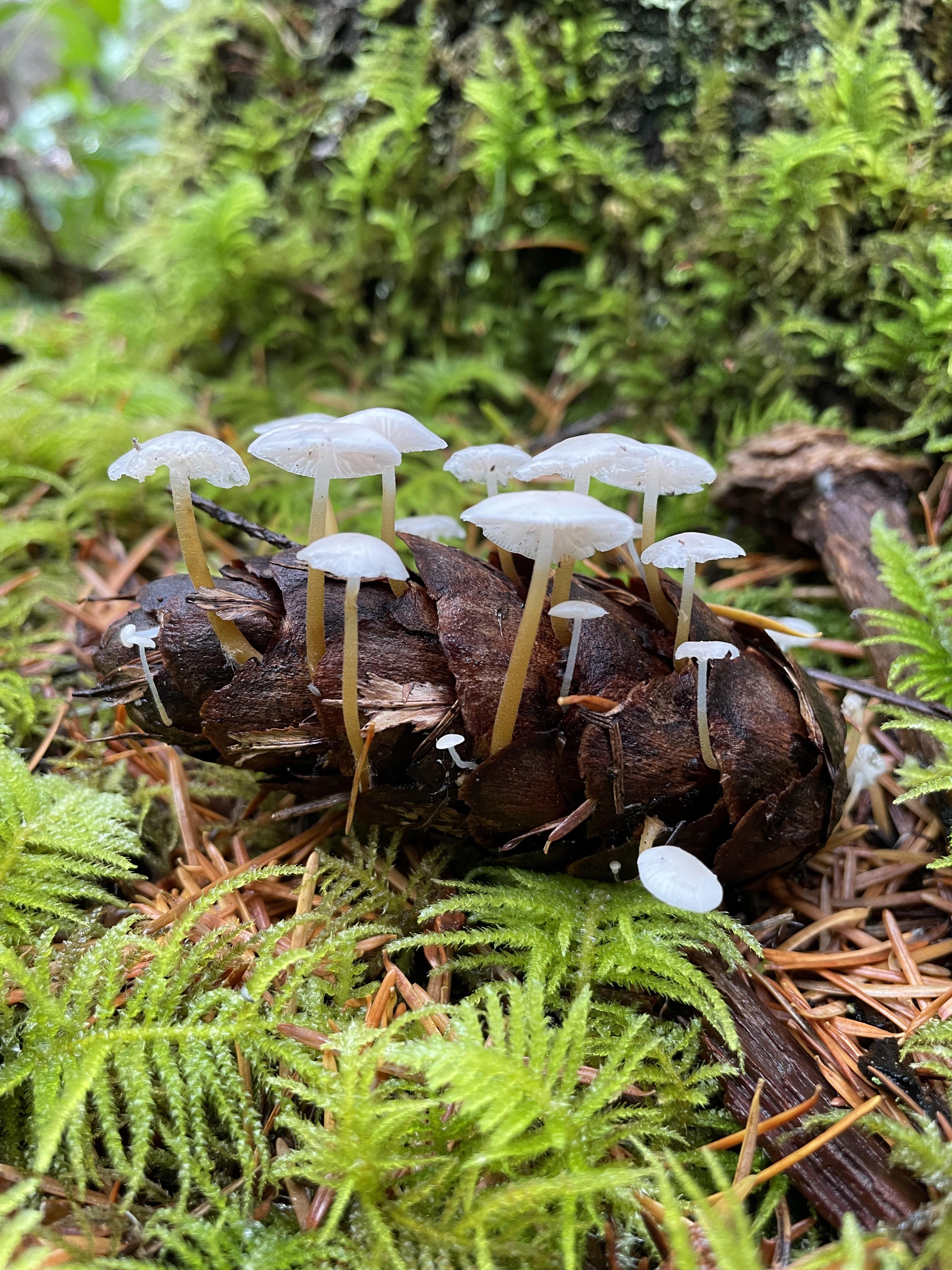 Highlight of my unfruitful chanterelle day; tiny mushroom pinecone (PNW) | Scrolller