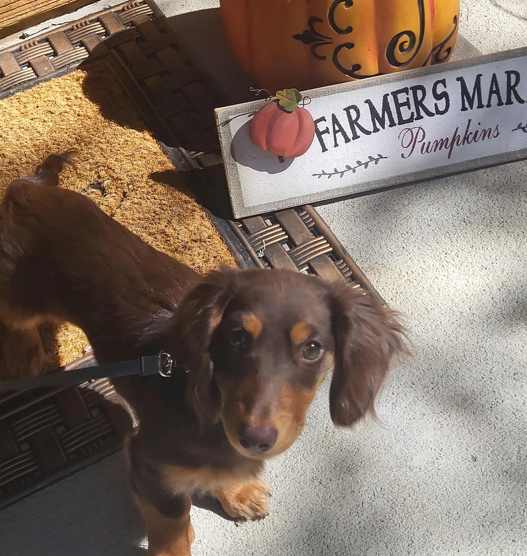 Dickins is ready for fall | Scrolller