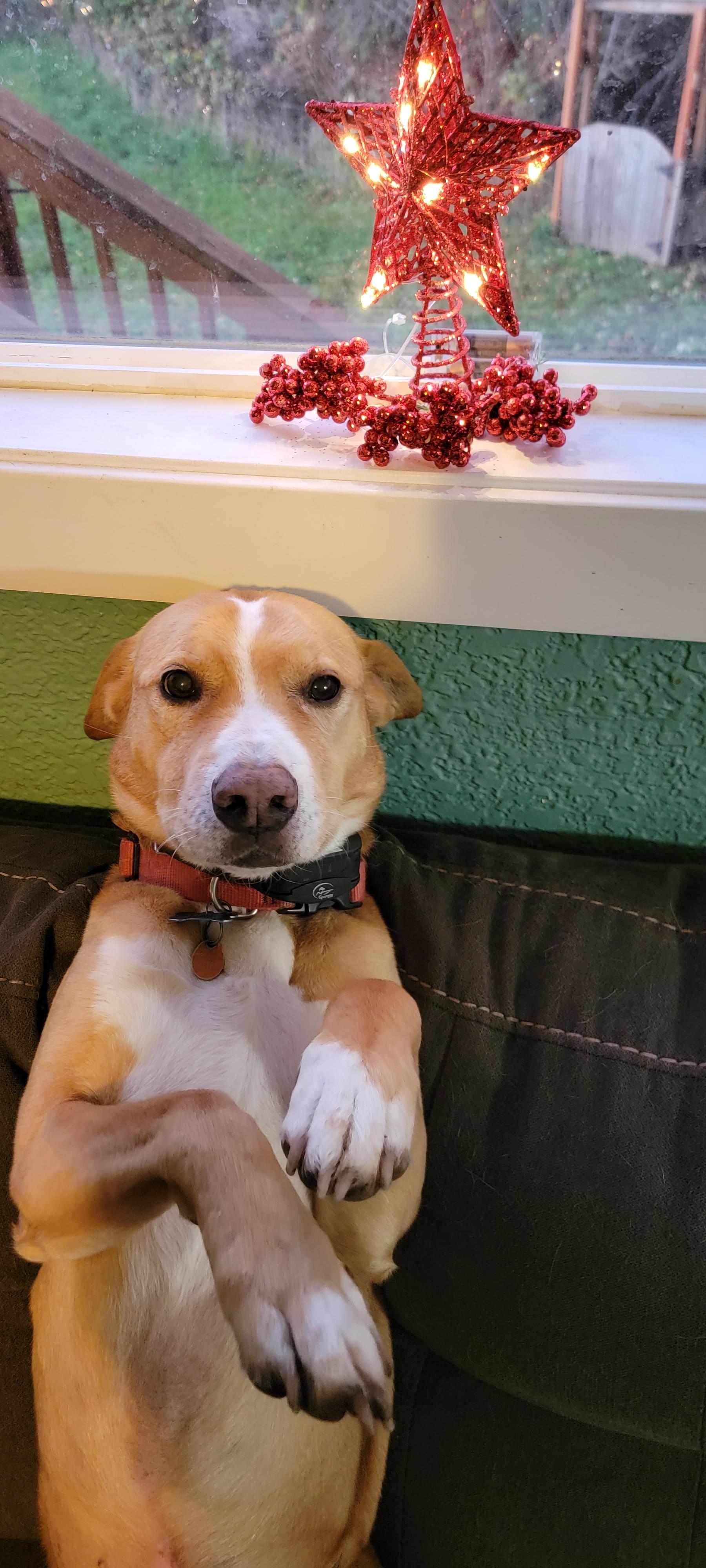 This is Bob | Scrolller