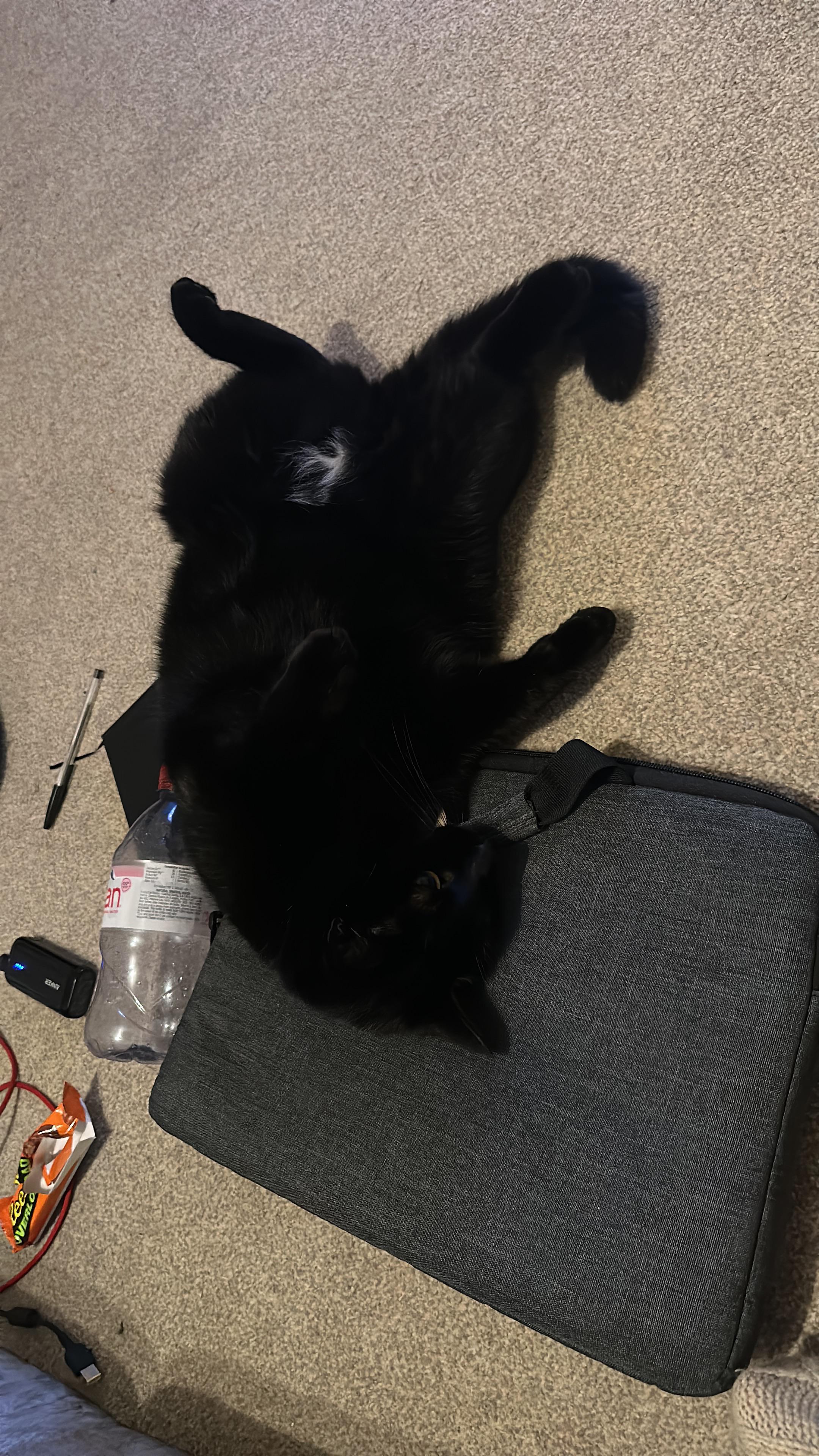 Showing off her little white floof | Scrolller