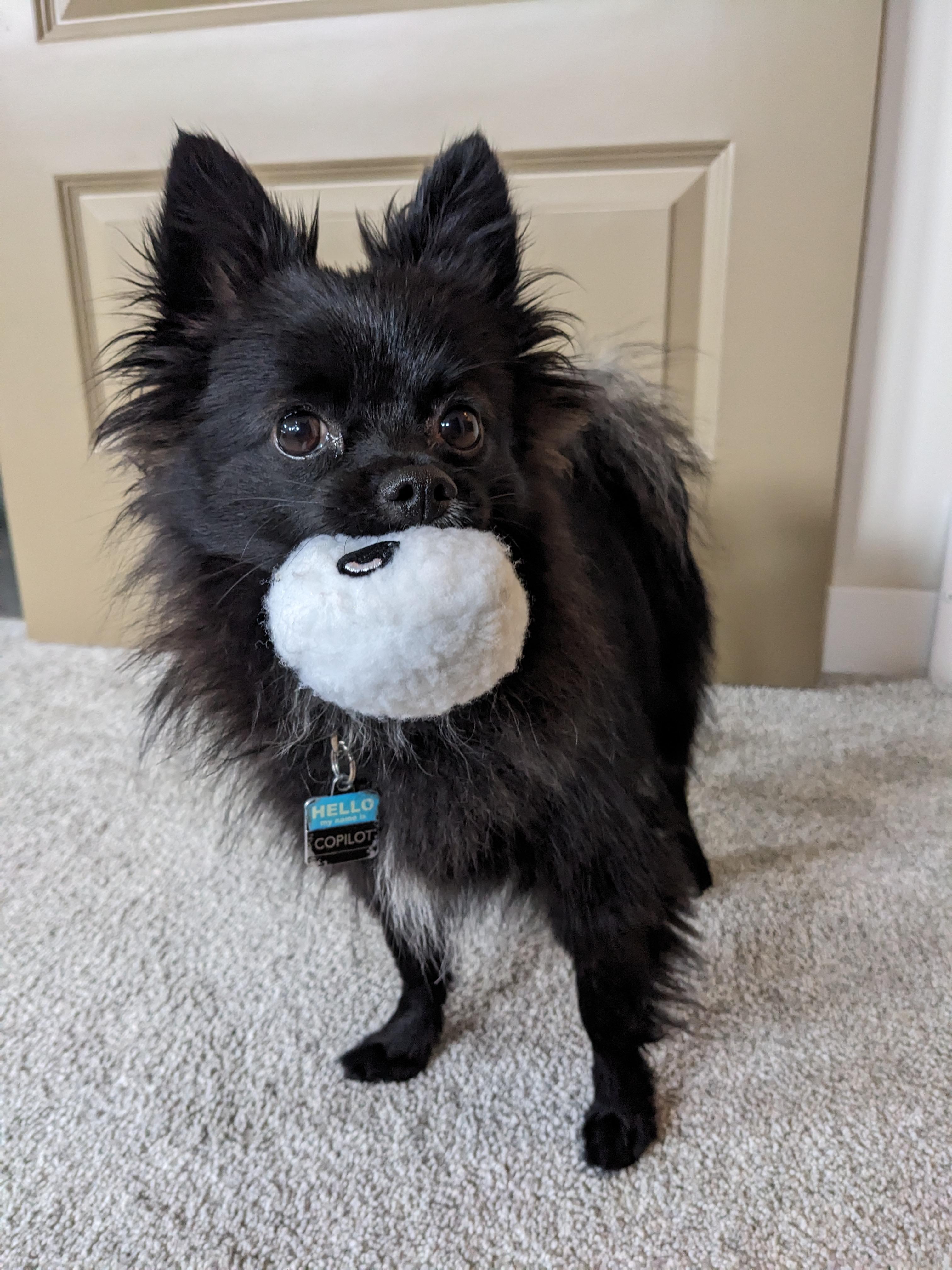 Copilot and his snowball (OC) | Scrolller