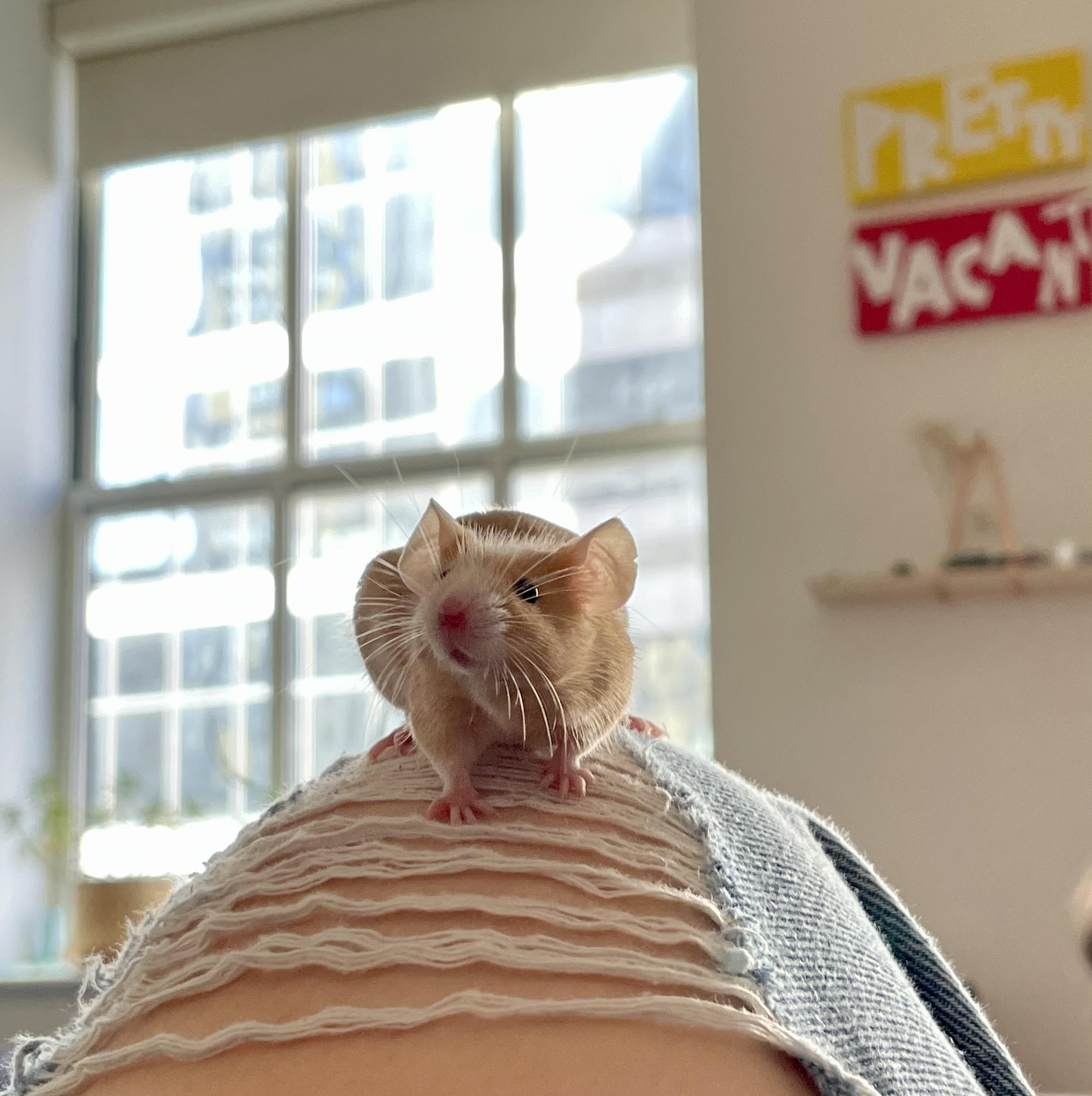 new snacks for Frankie? | Scrolller