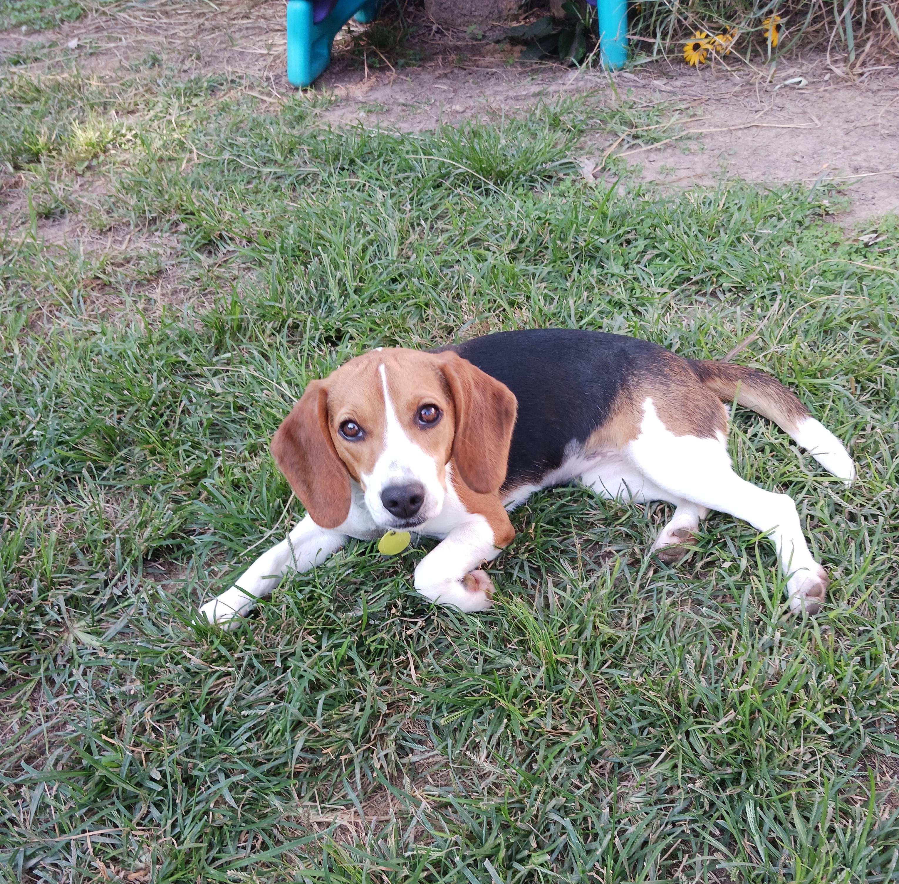Hi everyone, I'm new here and these are my 3 rescue beagles! My youngest is an Envigo facility ...