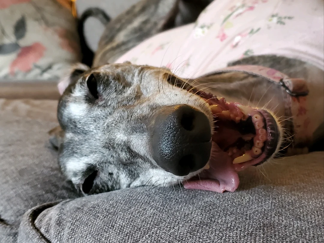 Playtime is exhausting | Scrolller