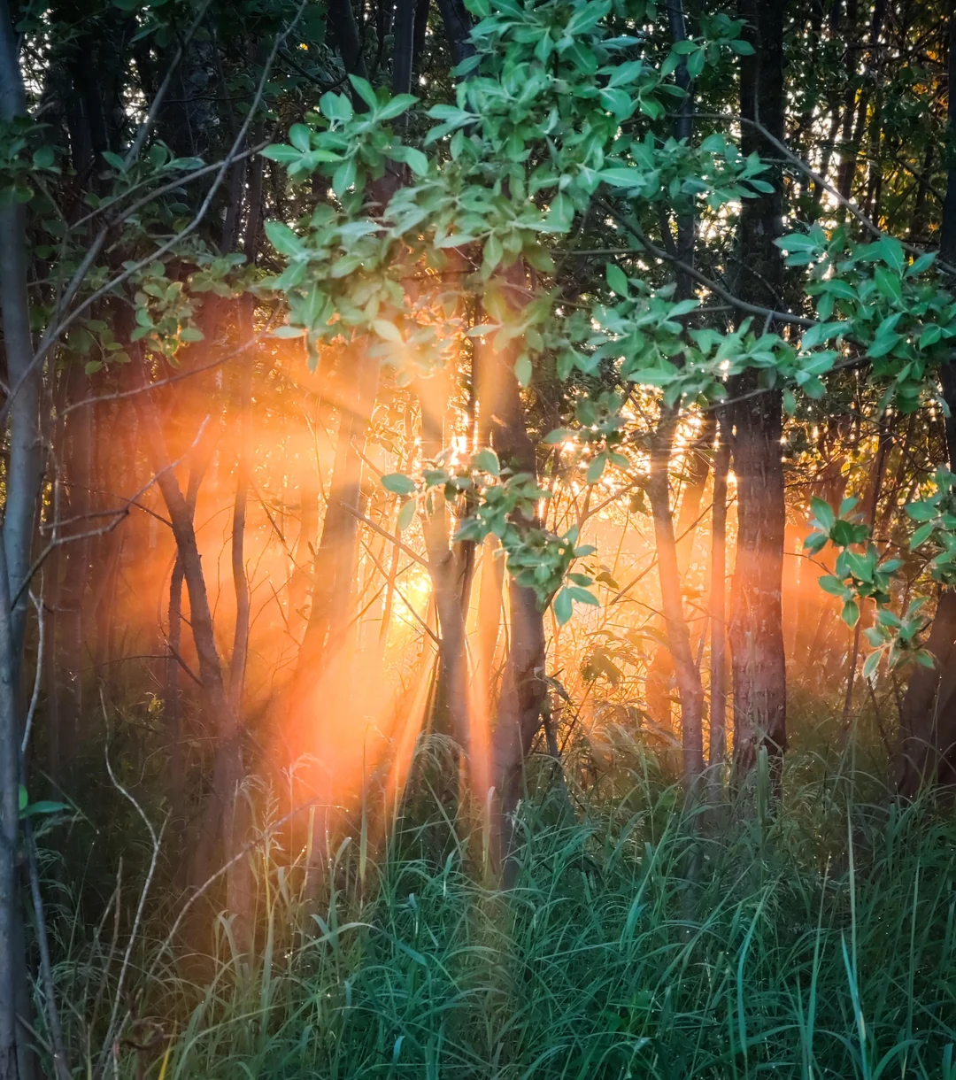 Rays of Light Filtering Through the Trees On a Misty Night, Lapland, Finland [OC] (3000x3390 ...