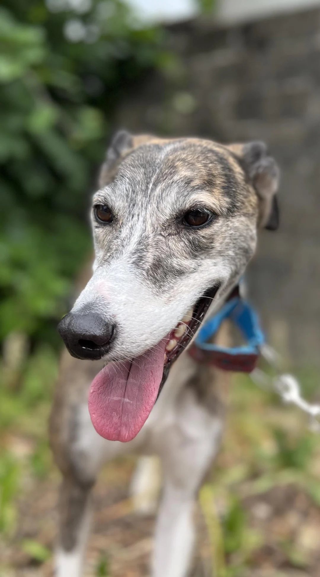 Discover more like Greyhounds: Happy Girl. and Related Content | Scrolller