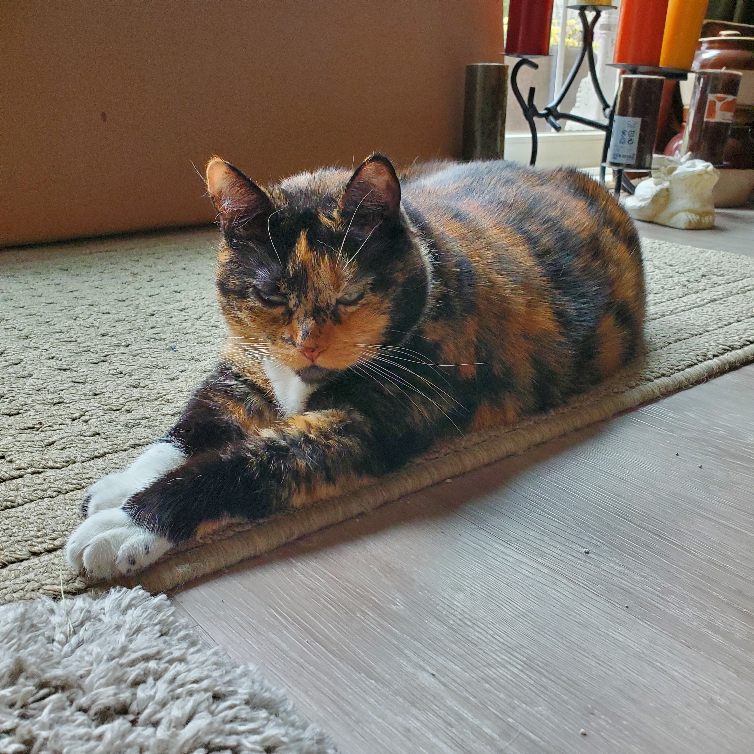 Relaxing chonk | Scrolller