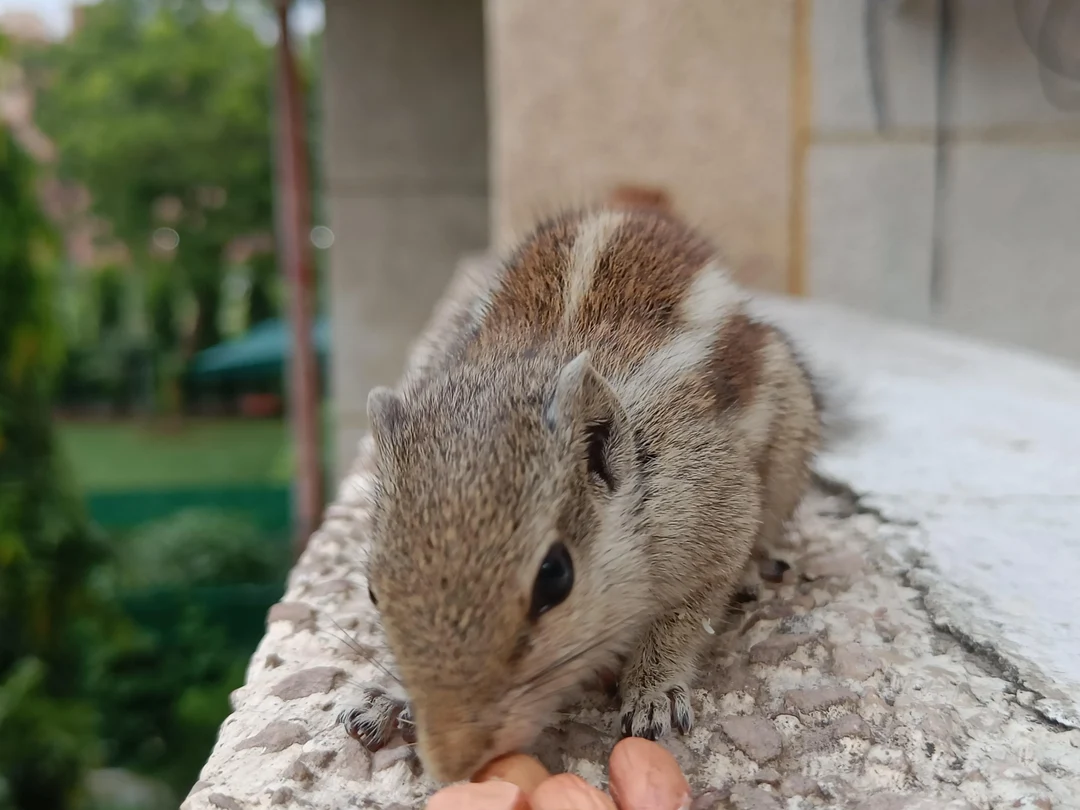 Striped Chonk! | Scrolller