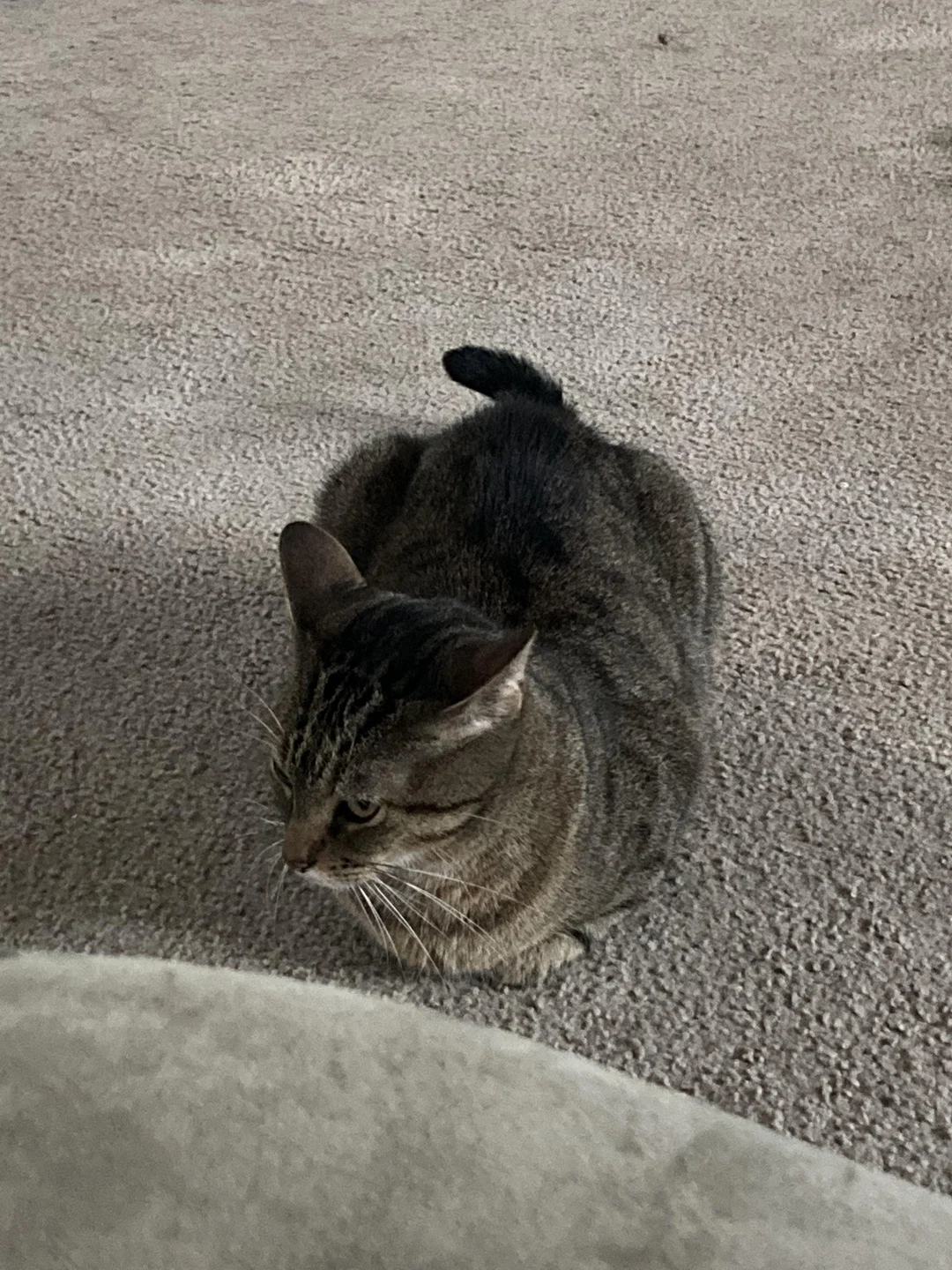 Vinny is a slightly over-baked loaf. | Scrolller