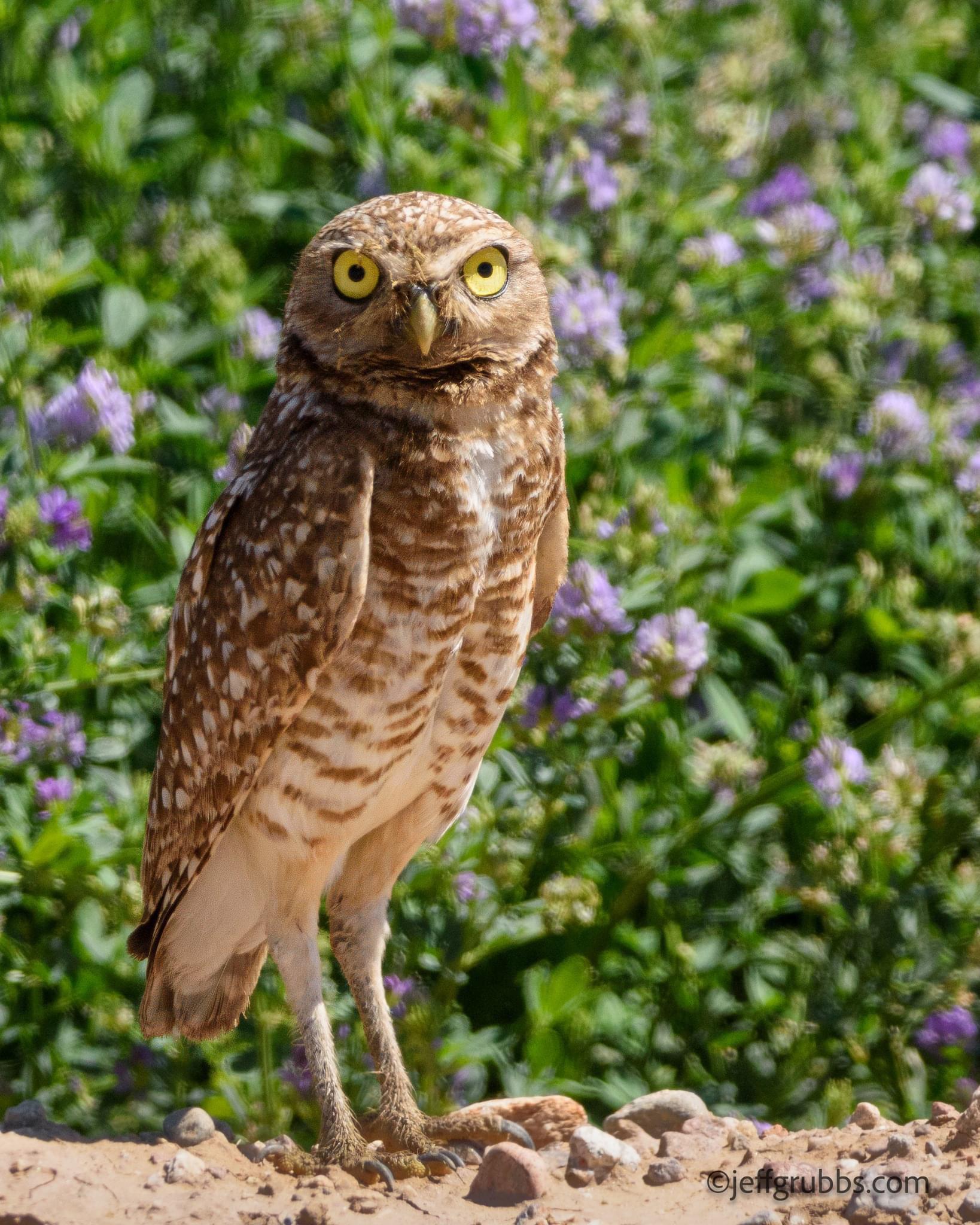 Guardian of the purple blooms (OC) | Scrolller