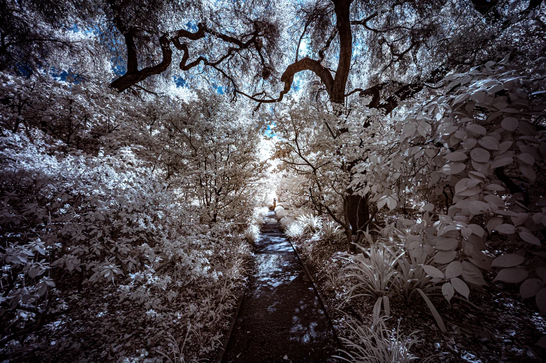 Garden Path | Scrolller