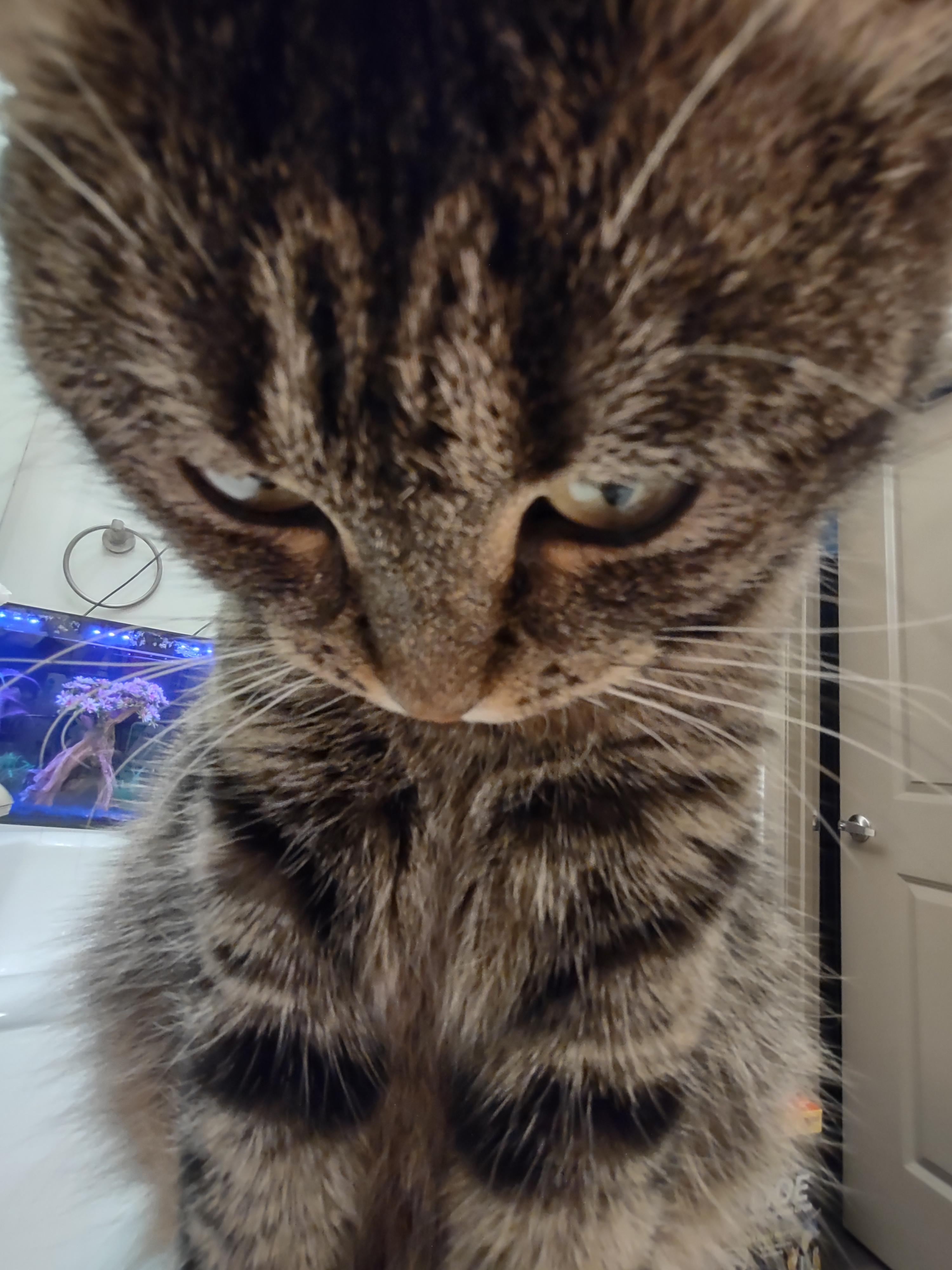 my cat is judging you | Scrolller
