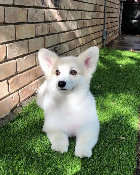 This Cute White Pembroke Welsh Corgi Pup | Scrolller