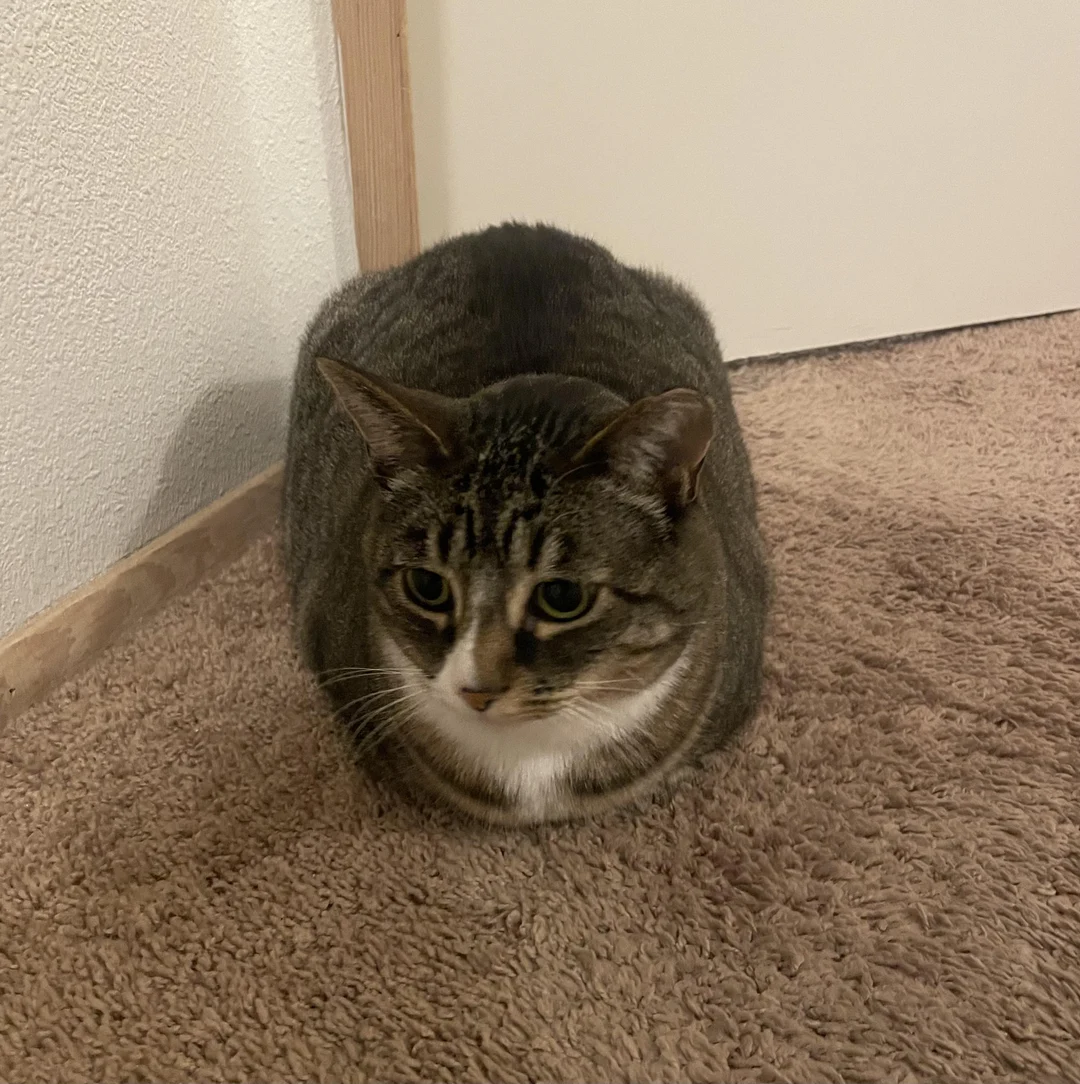 Discover more like Catloaf: Tabby loaf! and Related Content | Scrolller