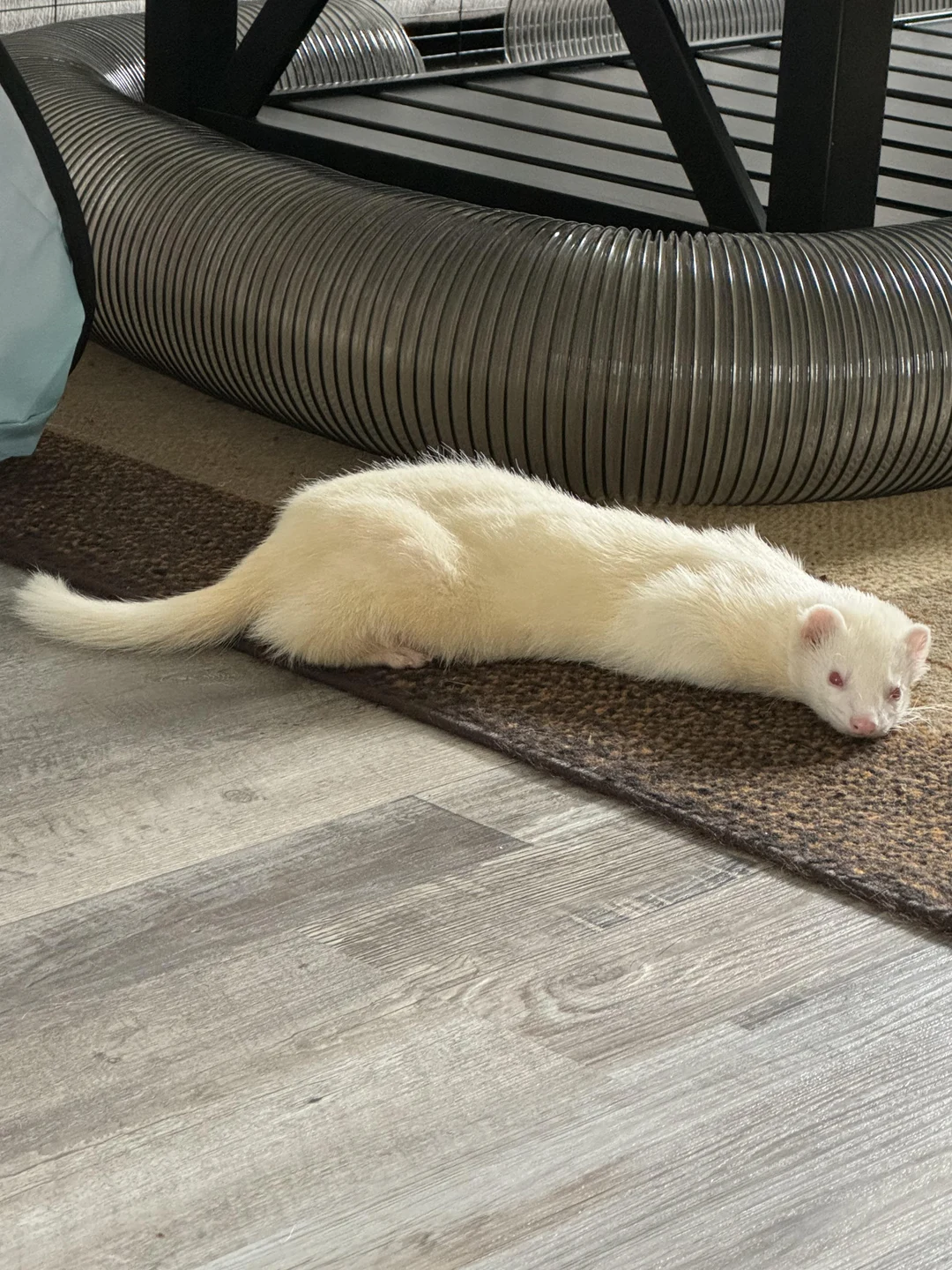 Milk has ended his hunger strike | Scrolller