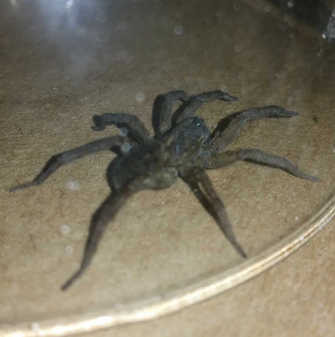 Little wolf - Souteast PA | Scrolller