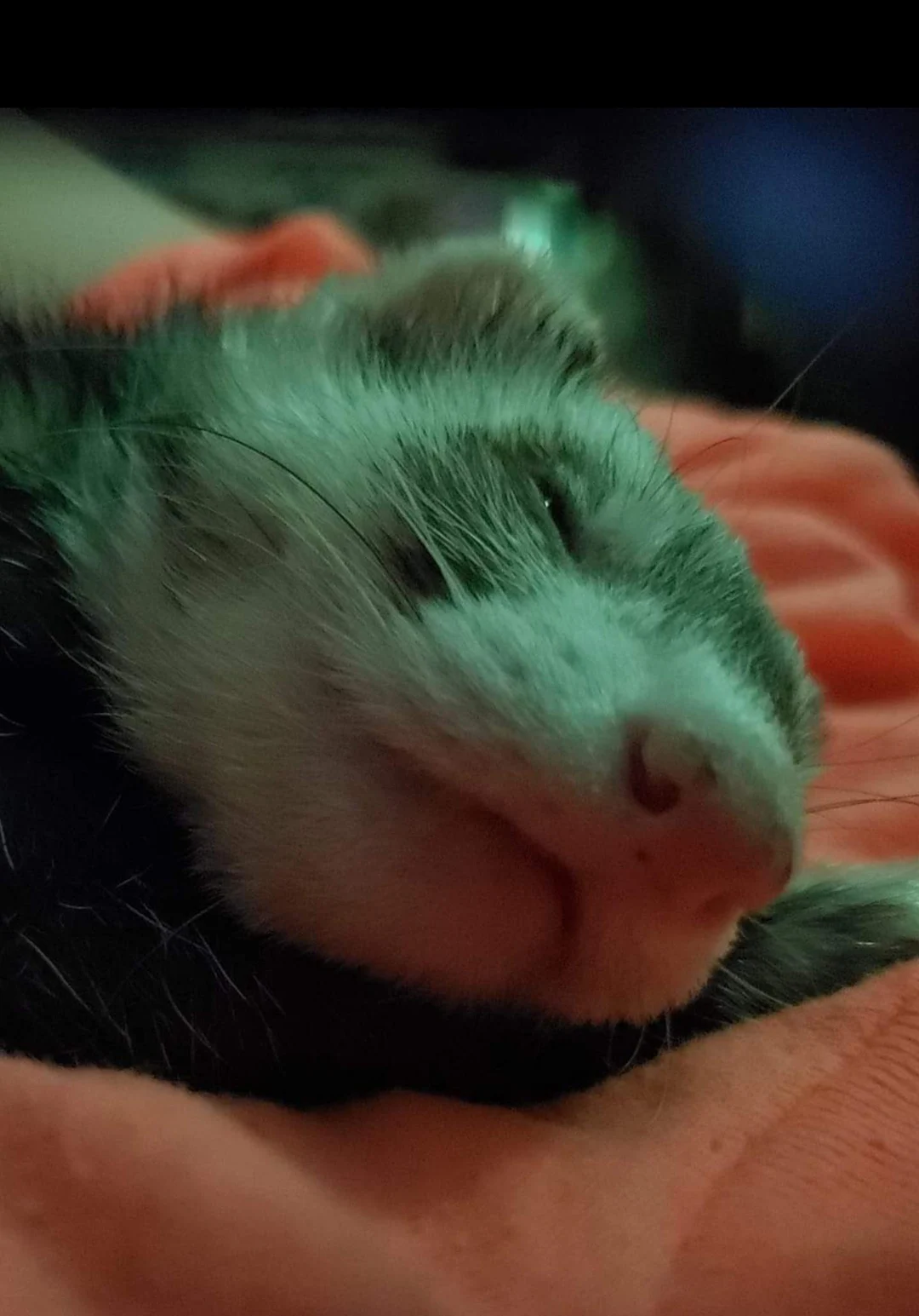 Free boops. | Scrolller