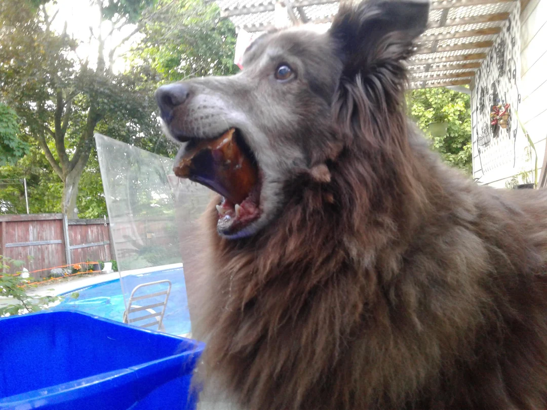 We got him a bone from the butcher | Scrolller