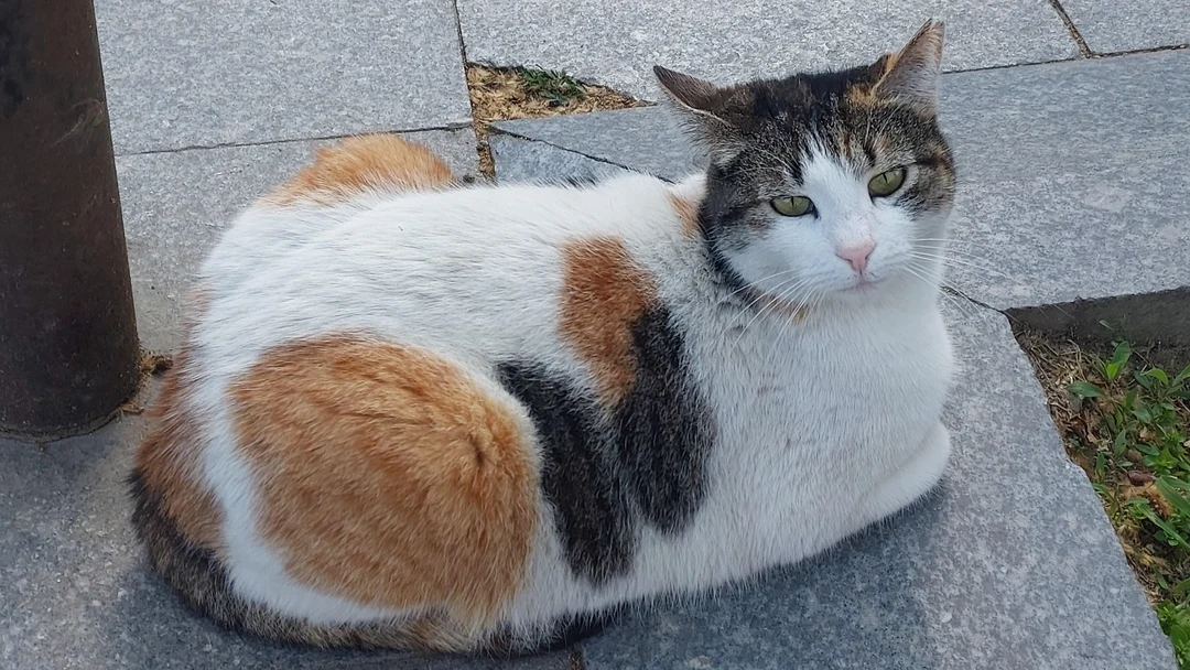 Stray calico chonk | Scrolller