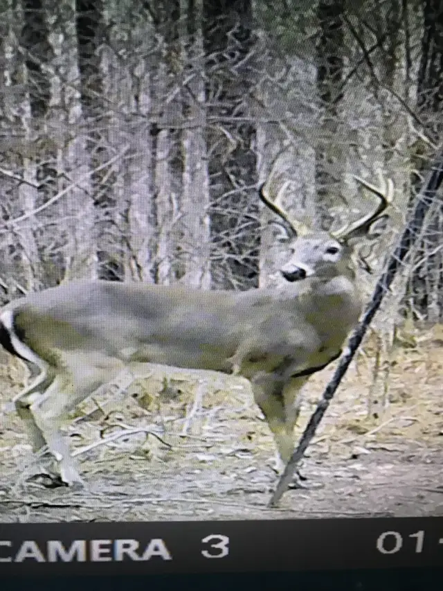 Another new Buck showed up on camera yesterday! | Scrolller
