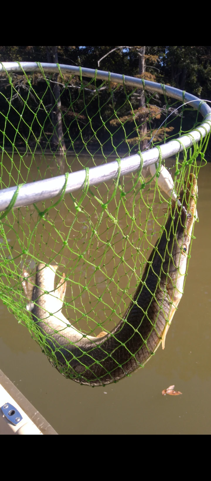 Here's another gar picture. You can see the lure Im using. | Scrolller