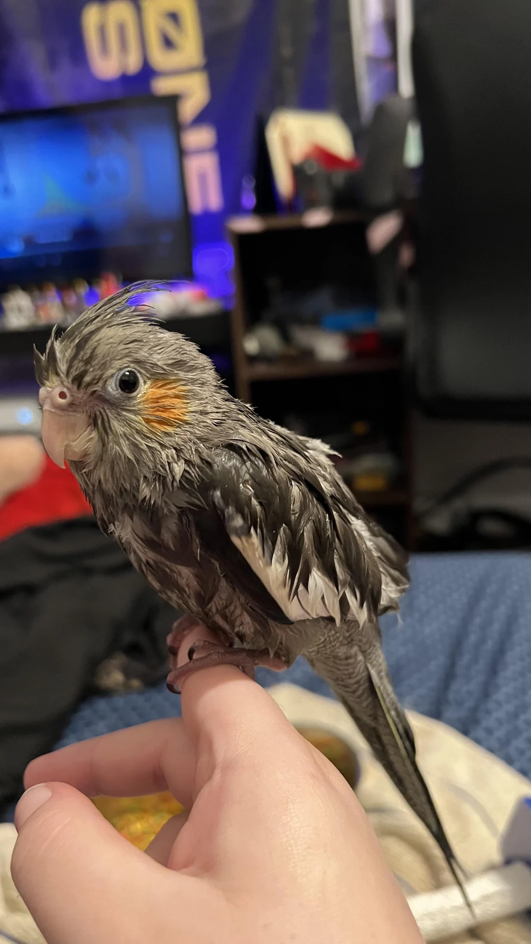 Wet Bird | Scrolller