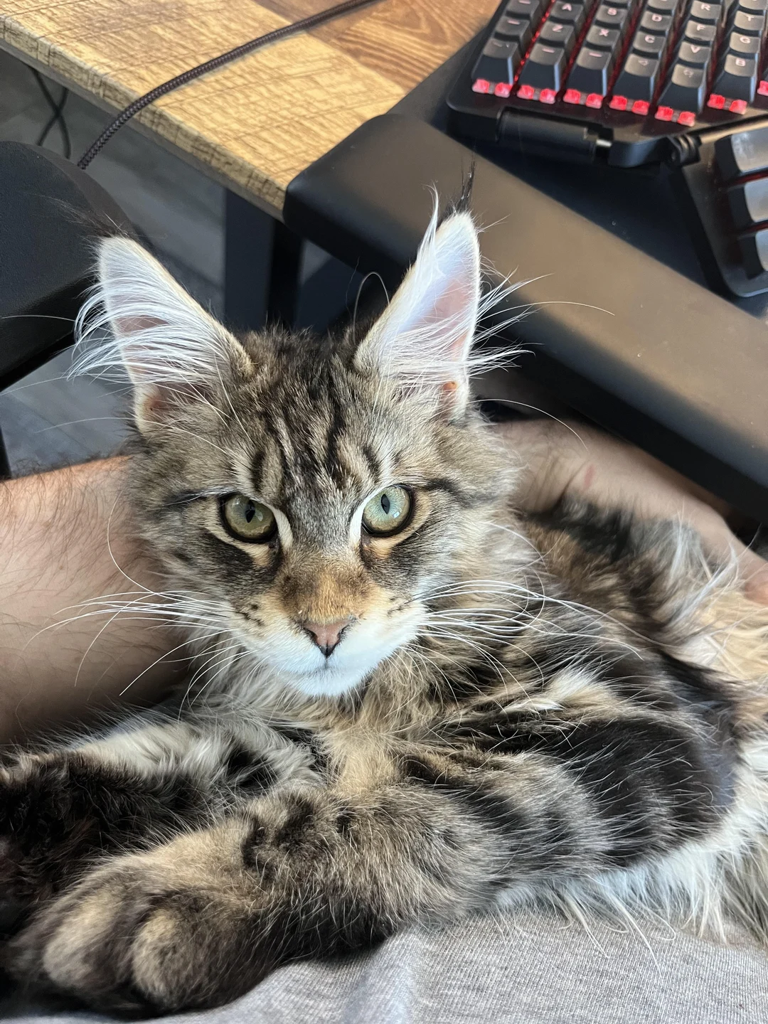 Very suspicious of lap cat training. | Scrolller