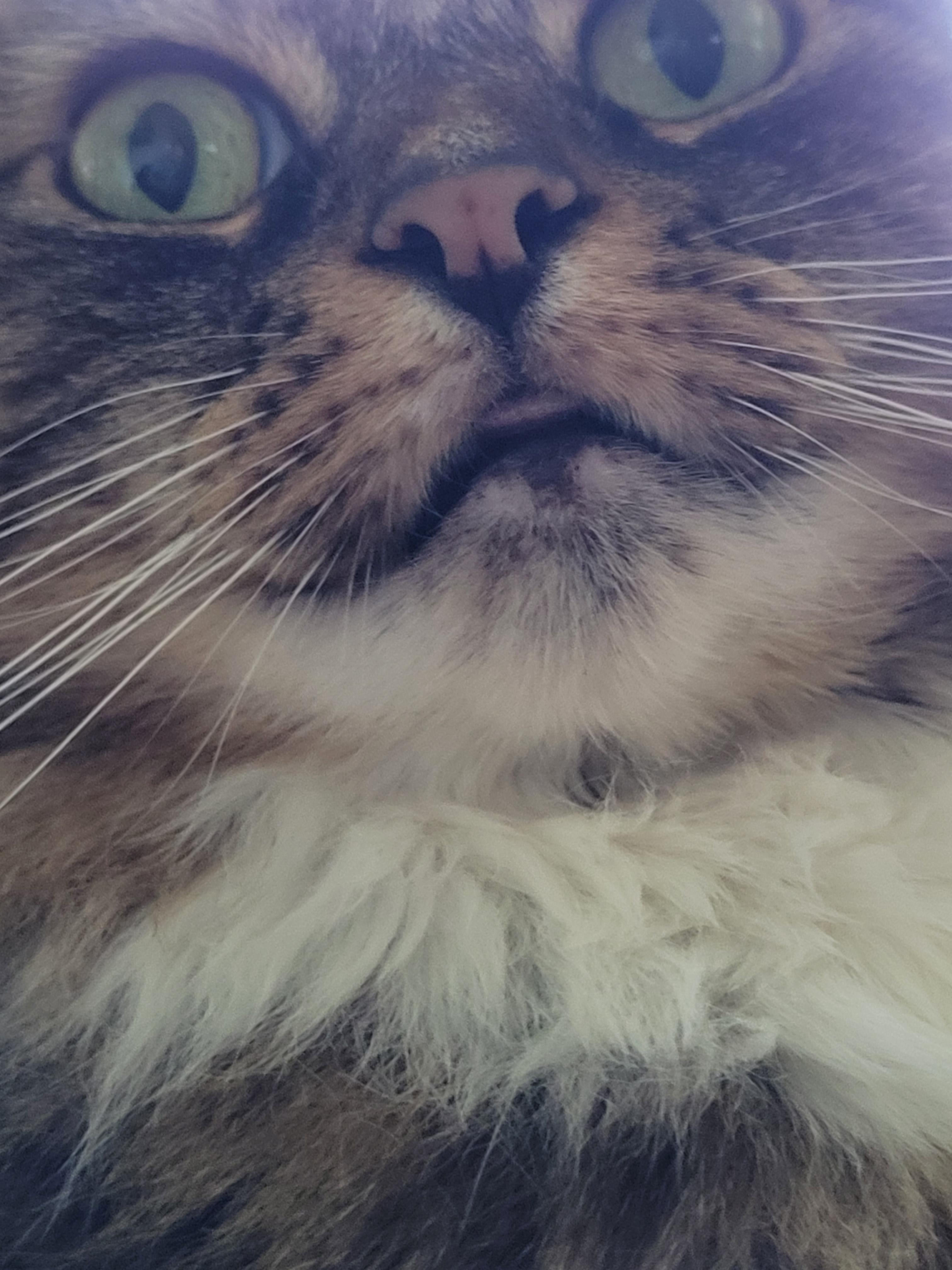 Tiniest blep | Scrolller