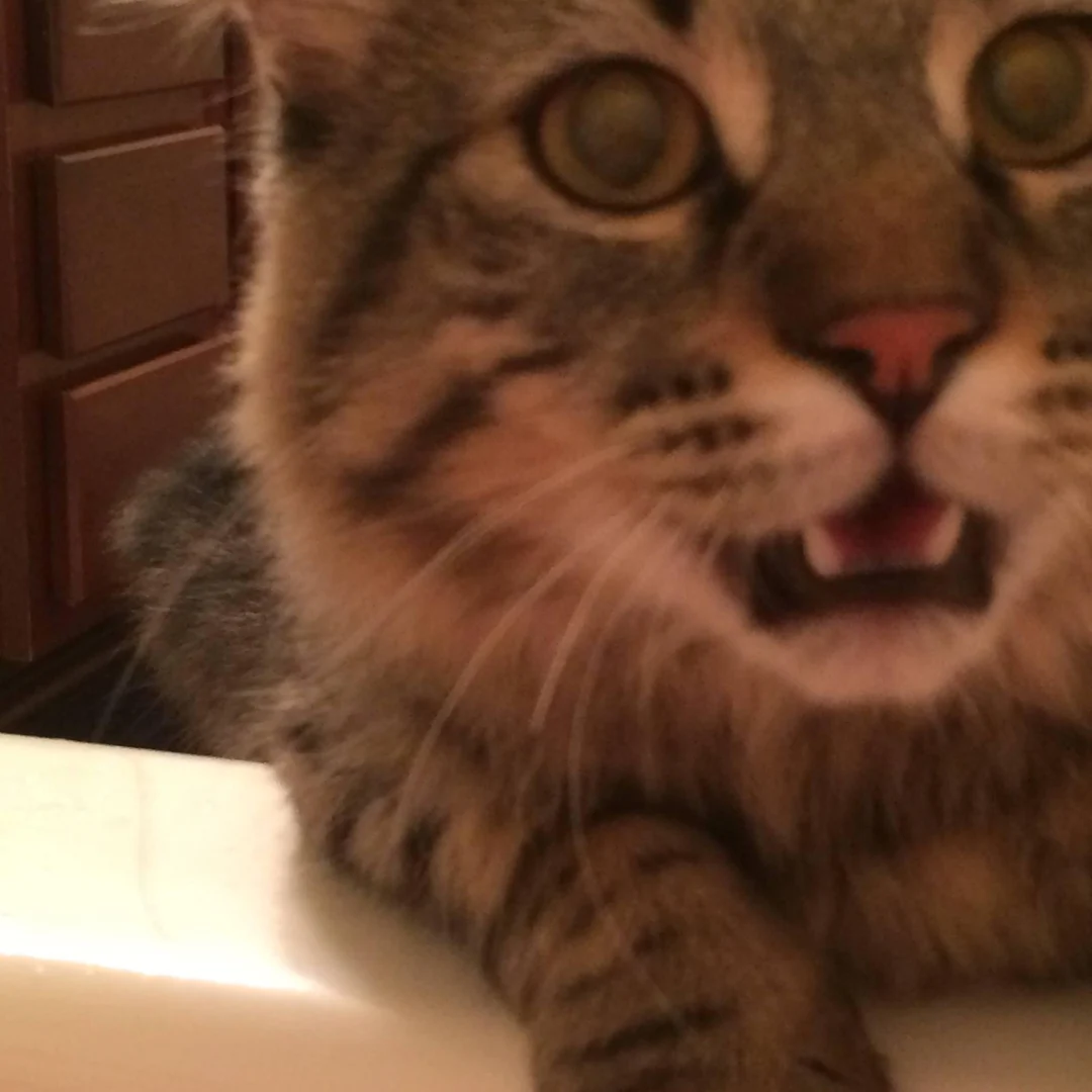 Reggie made the derp face while I was in the bathtub 🥴😩😩🤣 | Scrolller