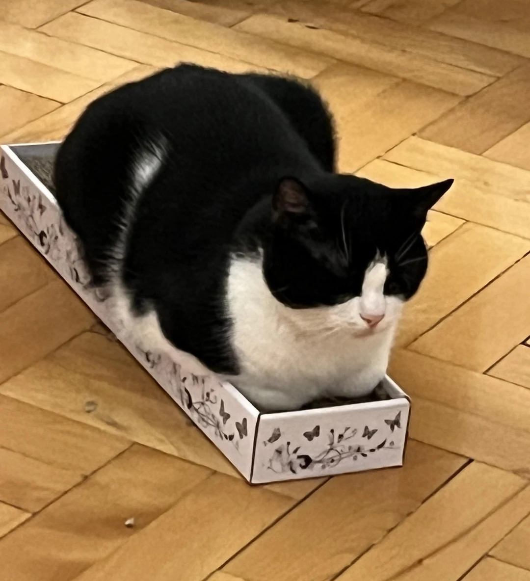 Loafing all the time | Scrolller