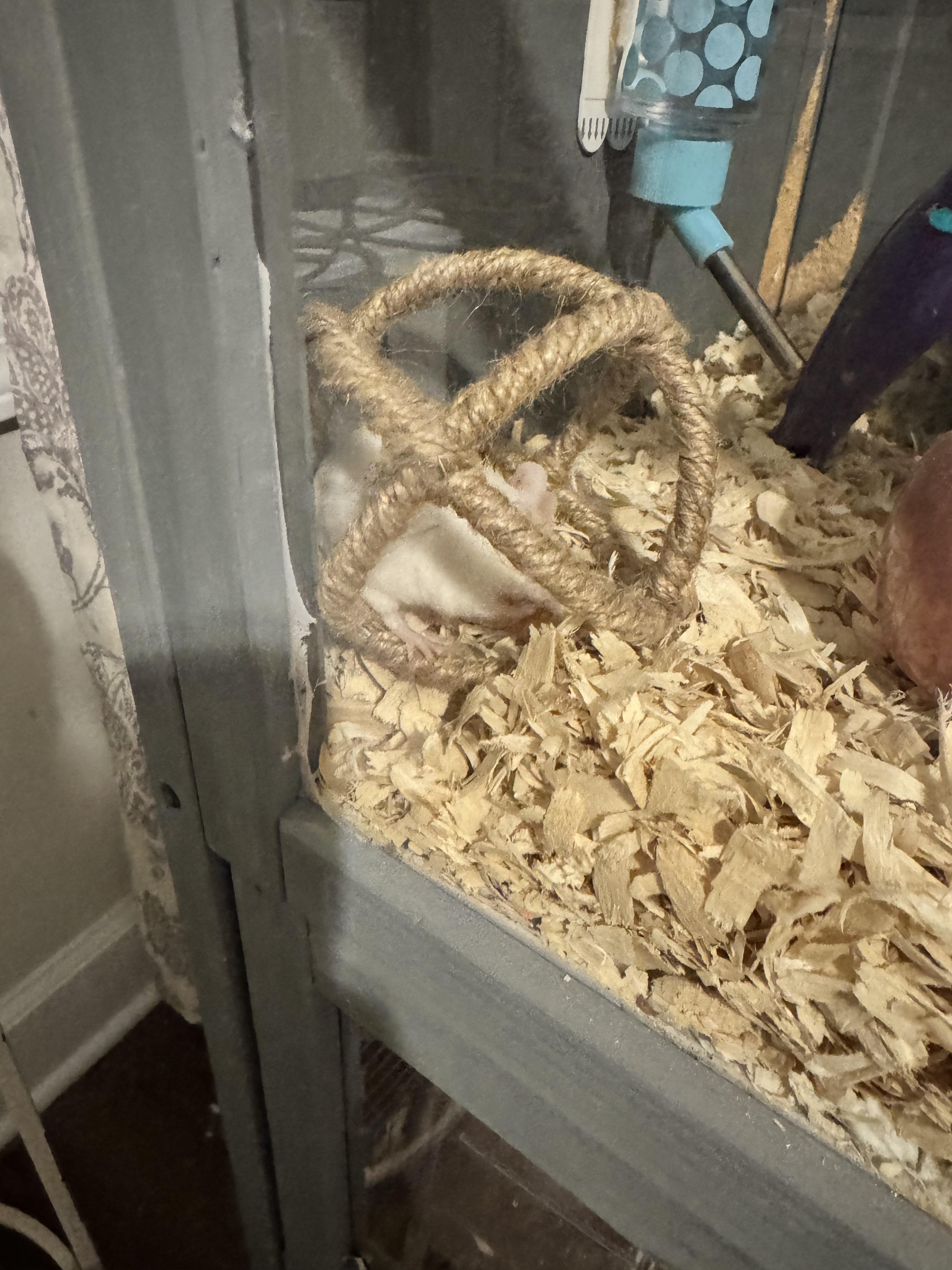 Dollar tree | Scrolller