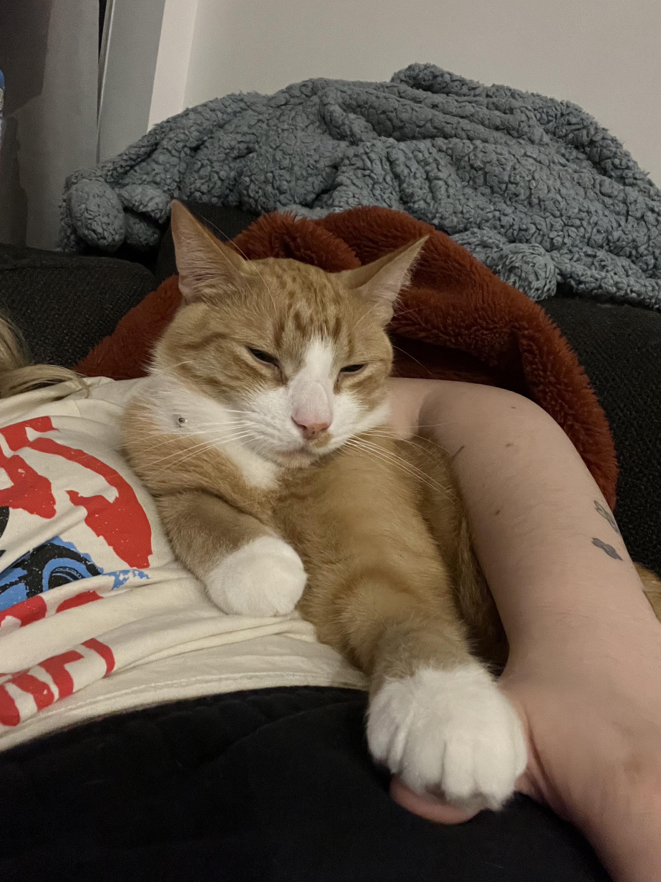 After a long day of being a menace he always needs cuddles & purring | Scrolller