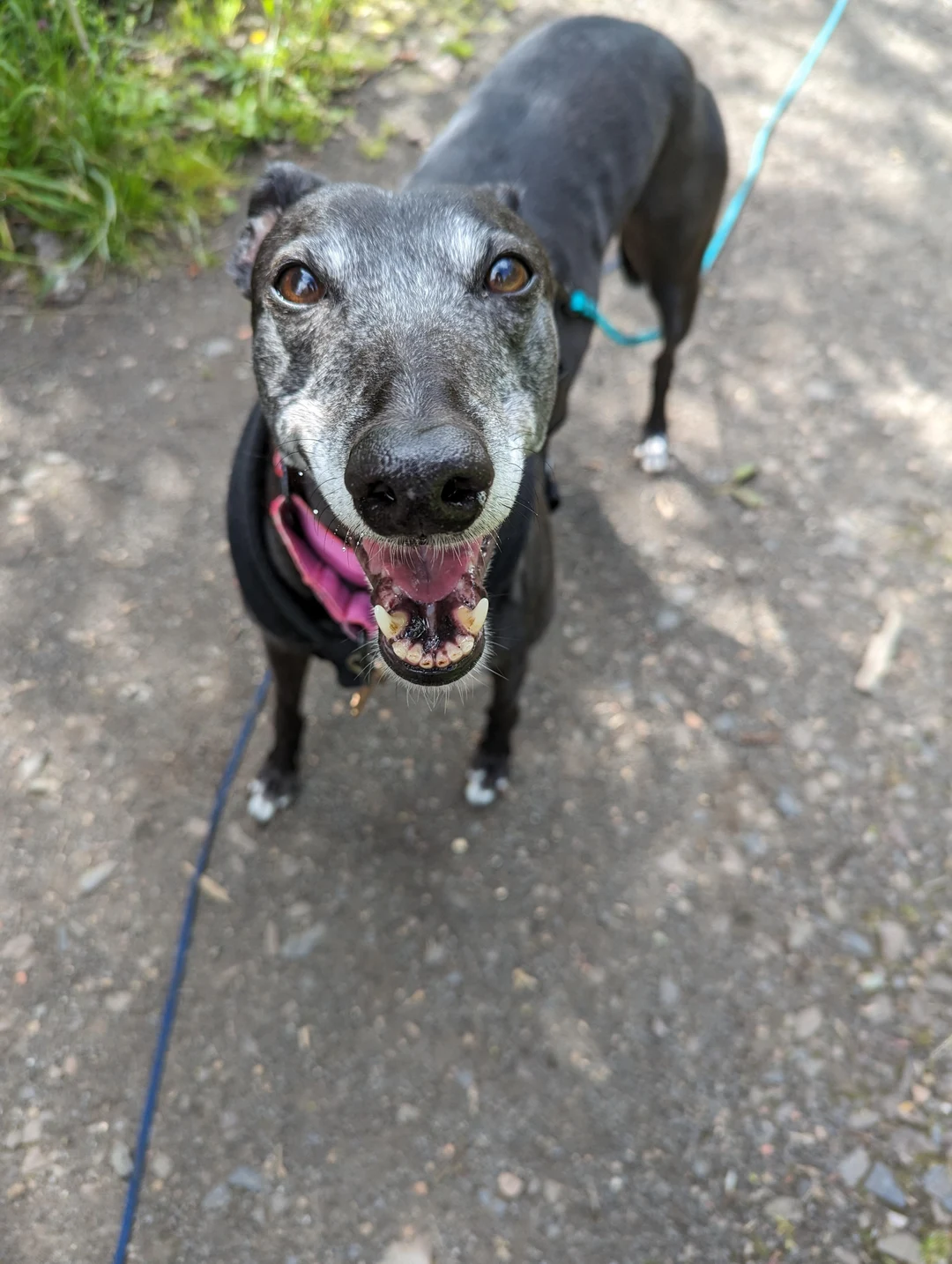 It's Melody's second Gotcha day | Scrolller