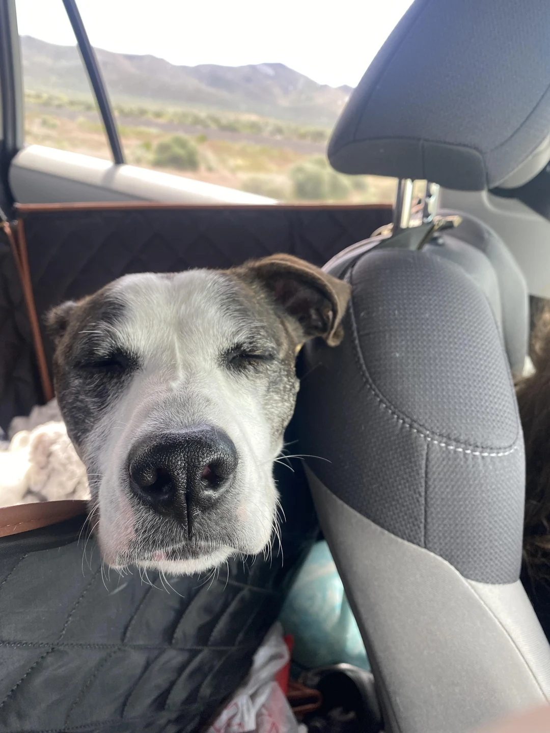 Travel Pup! | Scrolller