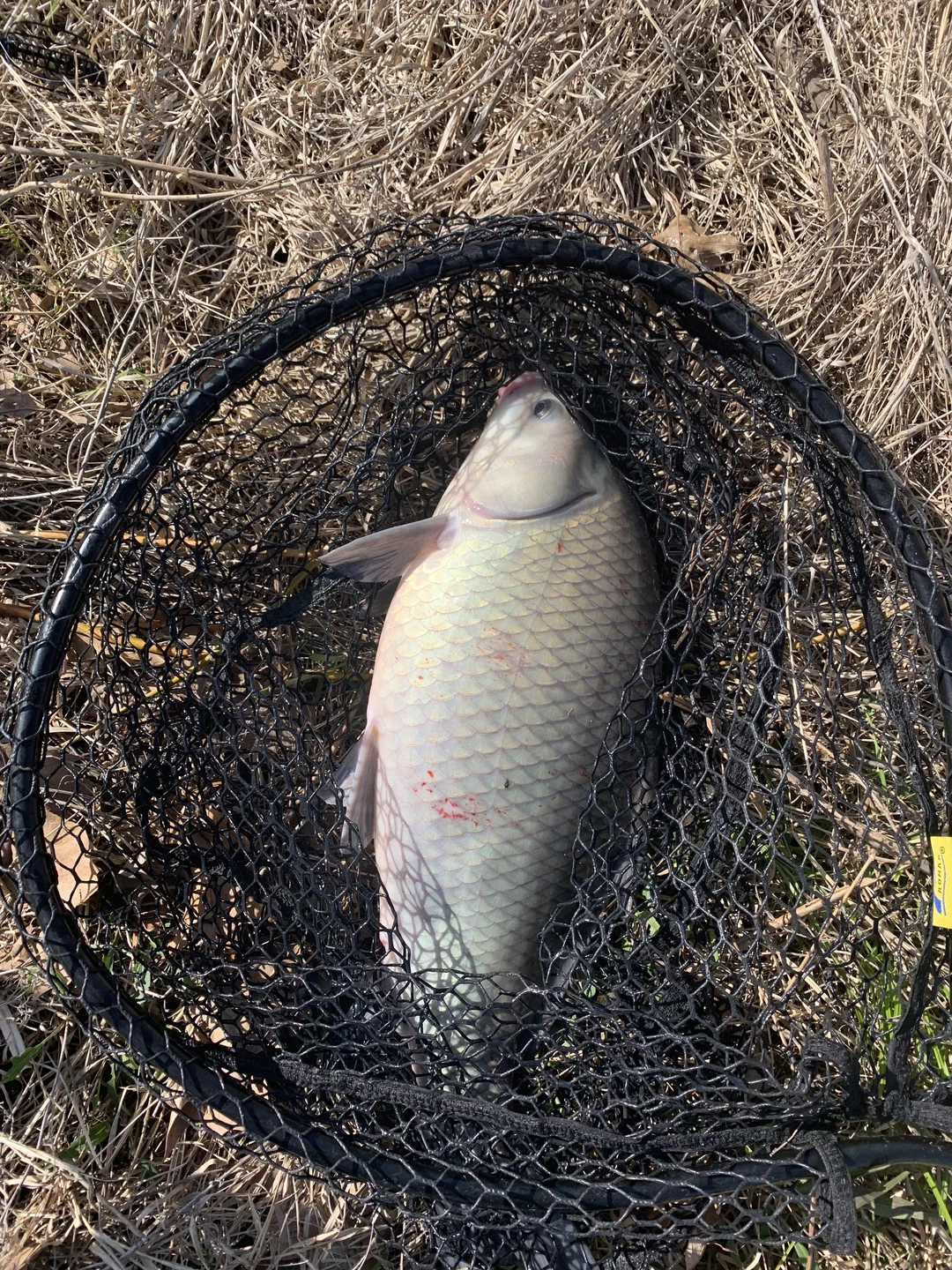 Finally not skunked | Scrolller