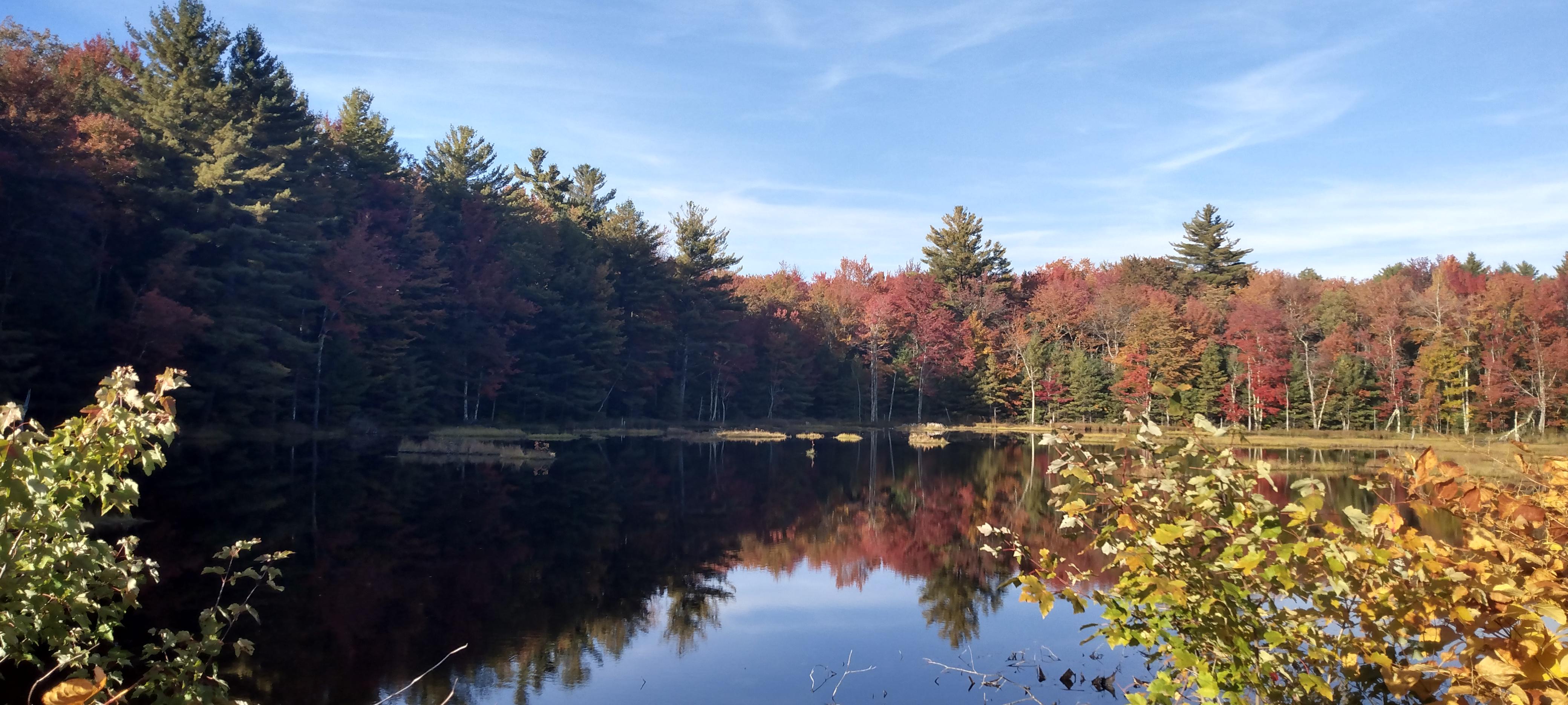 [OC] Swamps can be beautiful, too. Upstate NY, 4160x1872, taken 10/26/22 | Scrolller