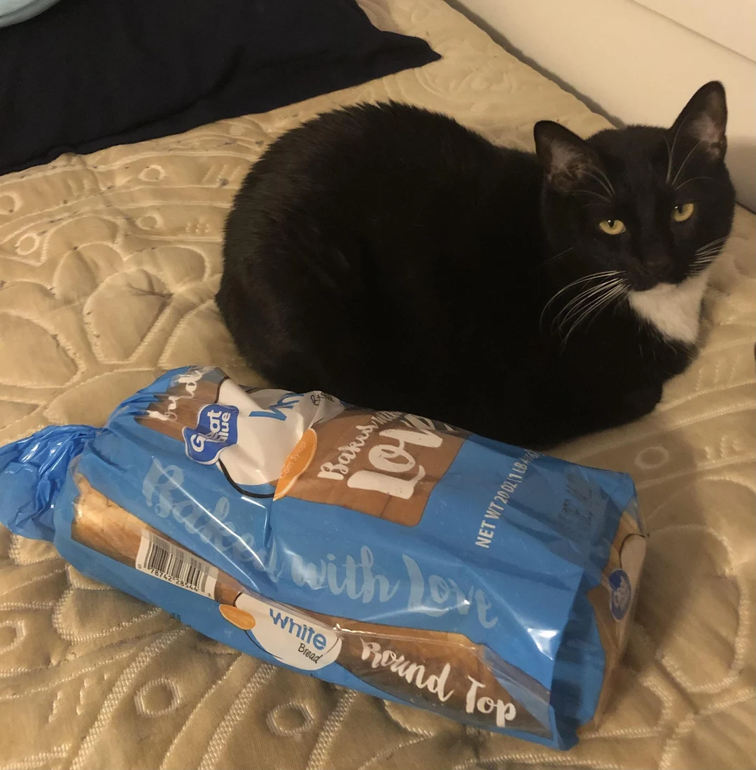 10/10 Purrfect form | Scrolller