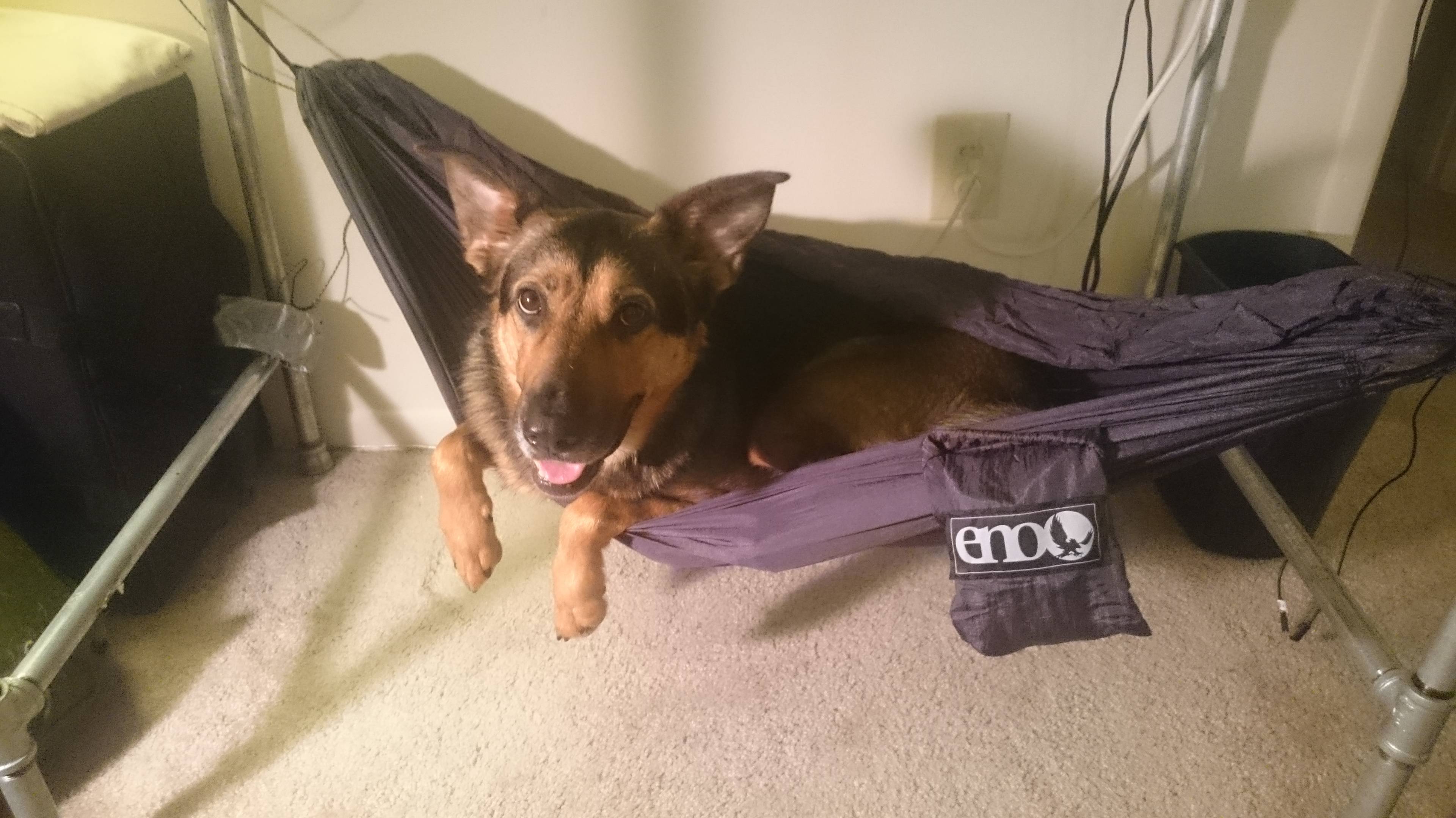 I made her a doggy hammock! | Scrolller