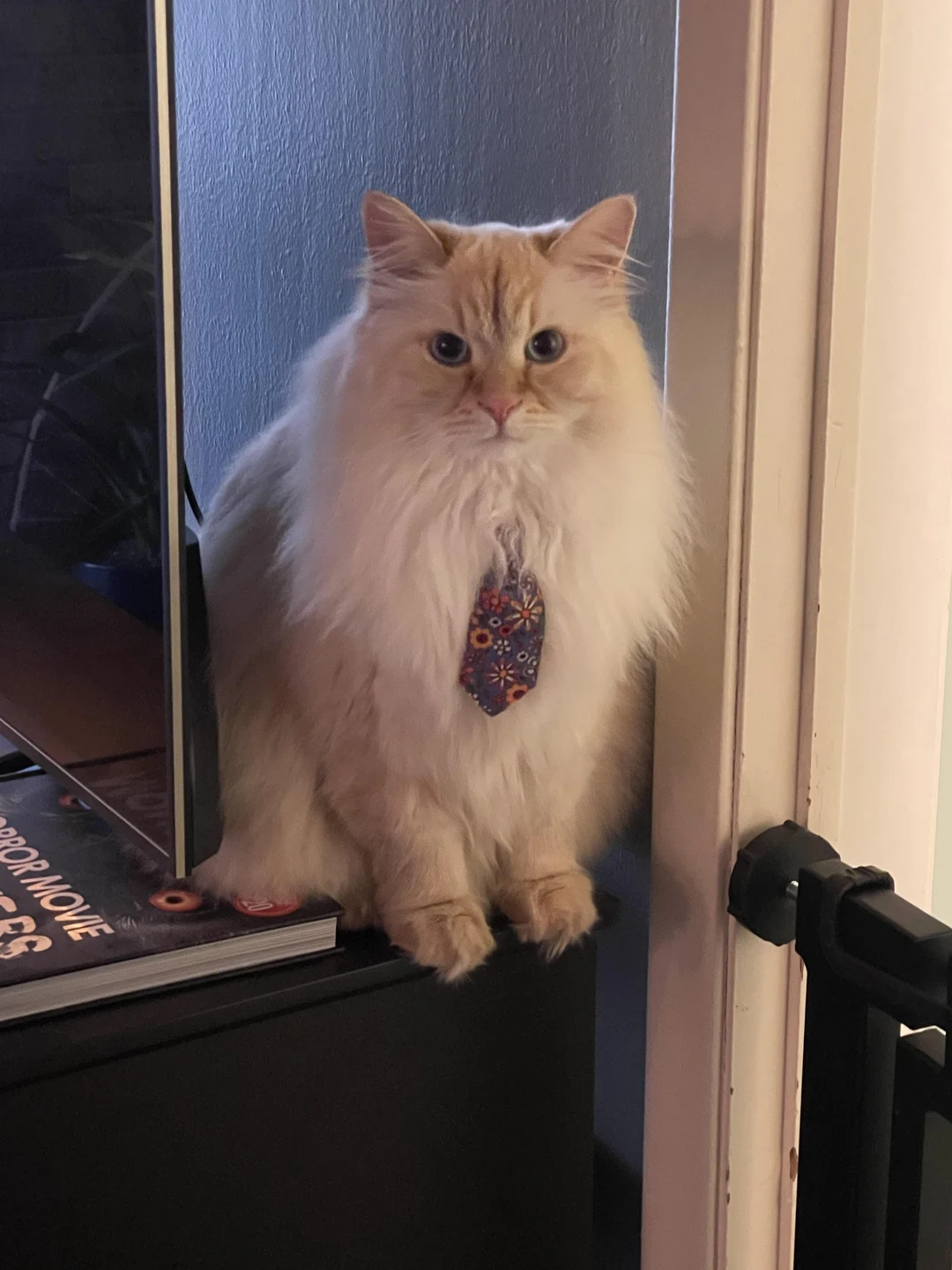 Floofy business casual | Scrolller