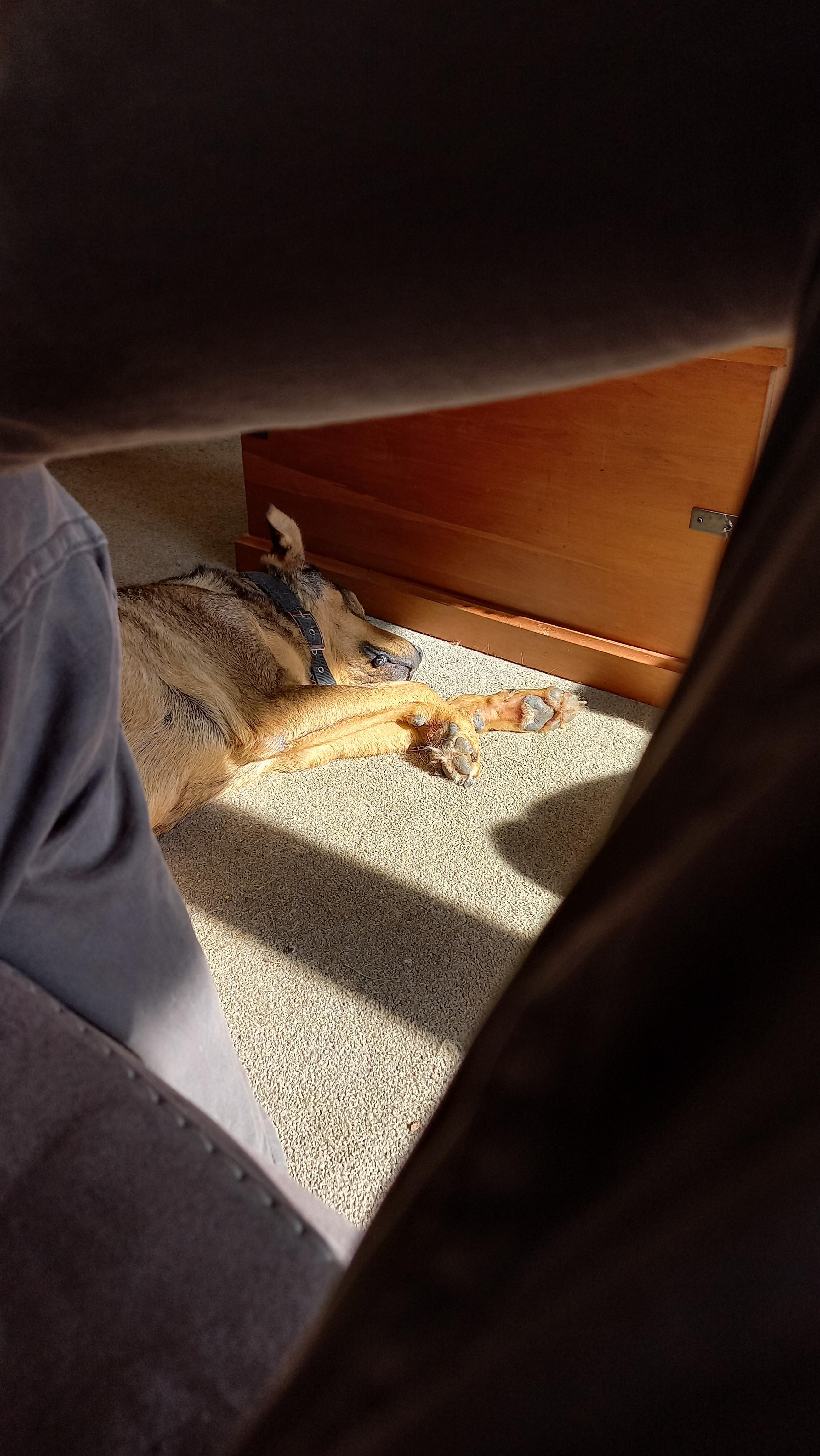 (oc) paw | Scrolller