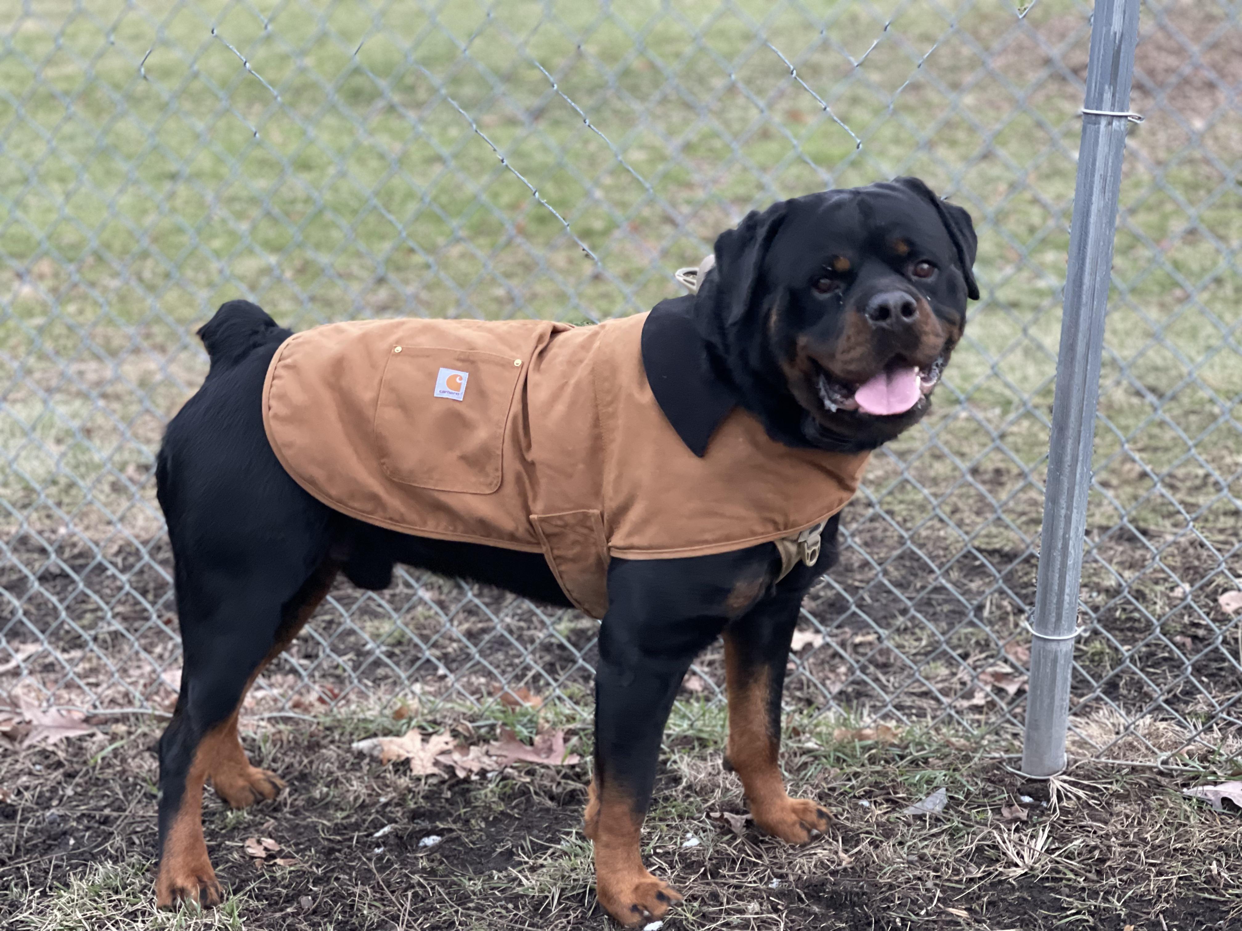Henry showing off in his new coat 😂🤣😂 | Scrolller