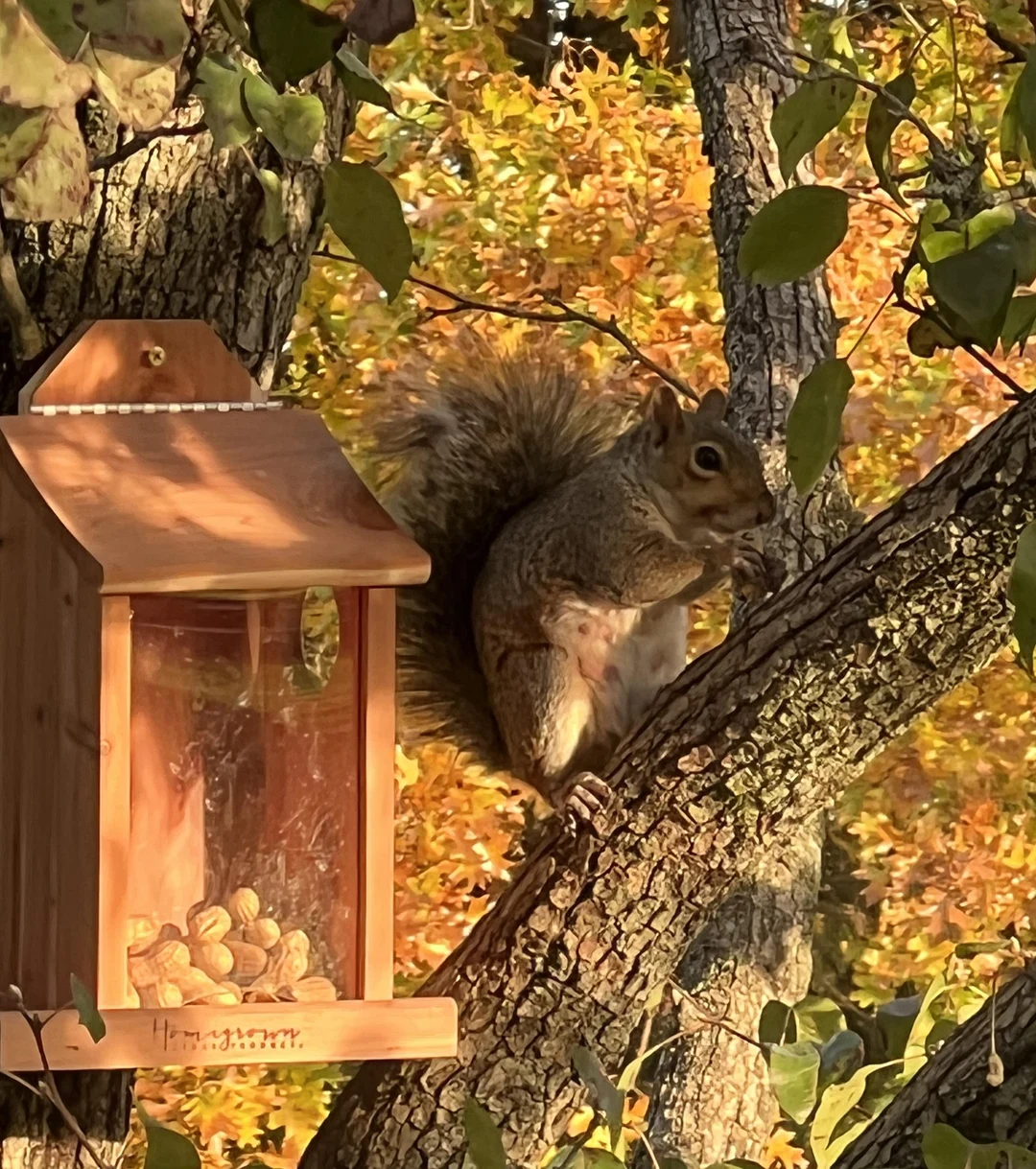 Fall Squirrel | Scrolller