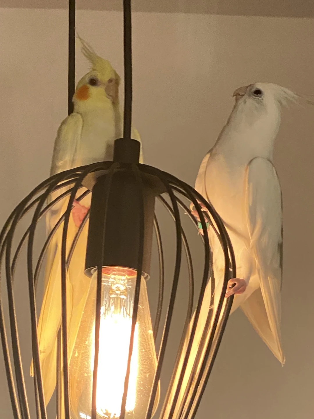 This time it’s two birbs on a lamp | Scrolller